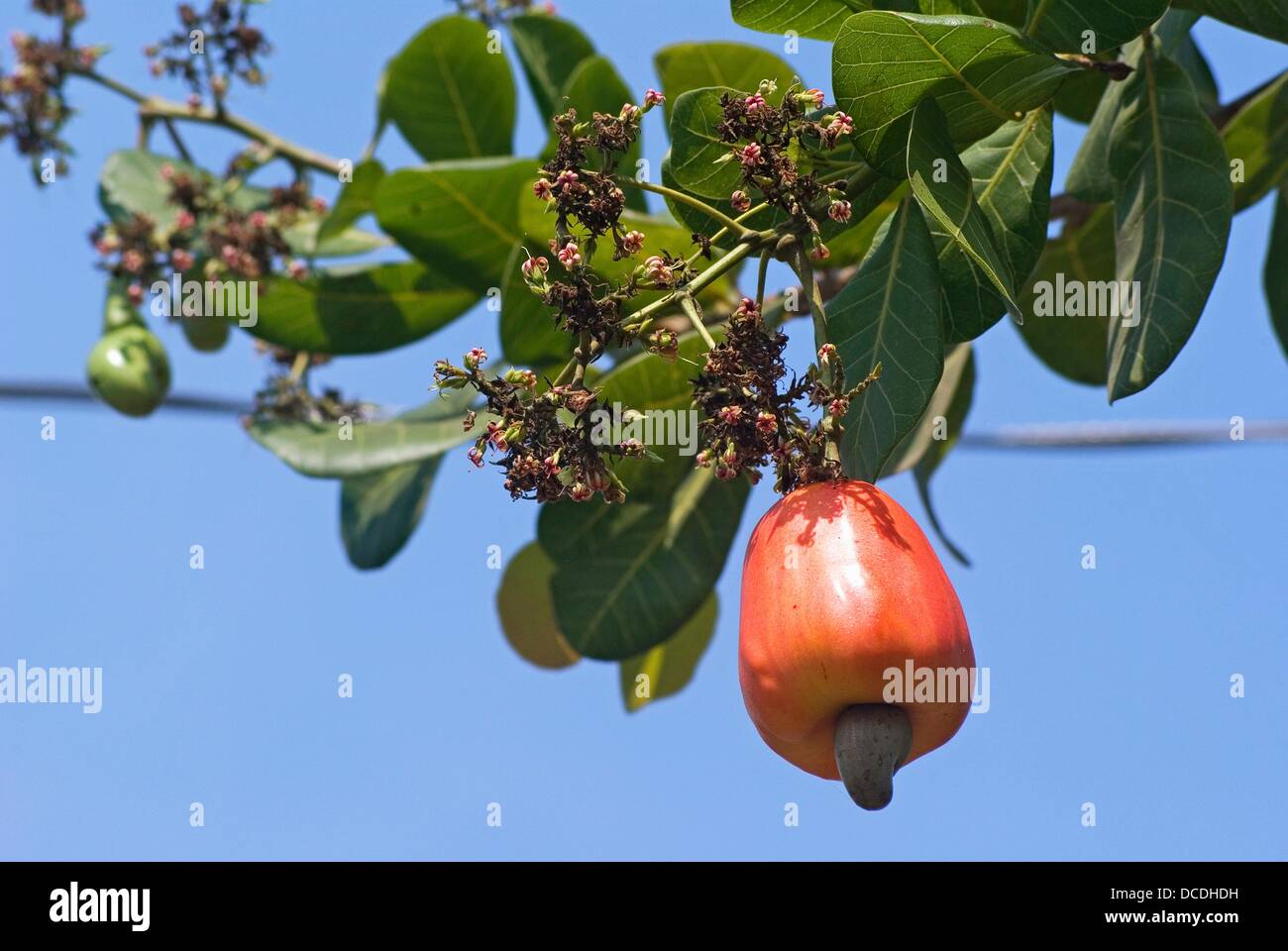 Fruit in a cashew tree Banque de photographies et d’images à haute ...