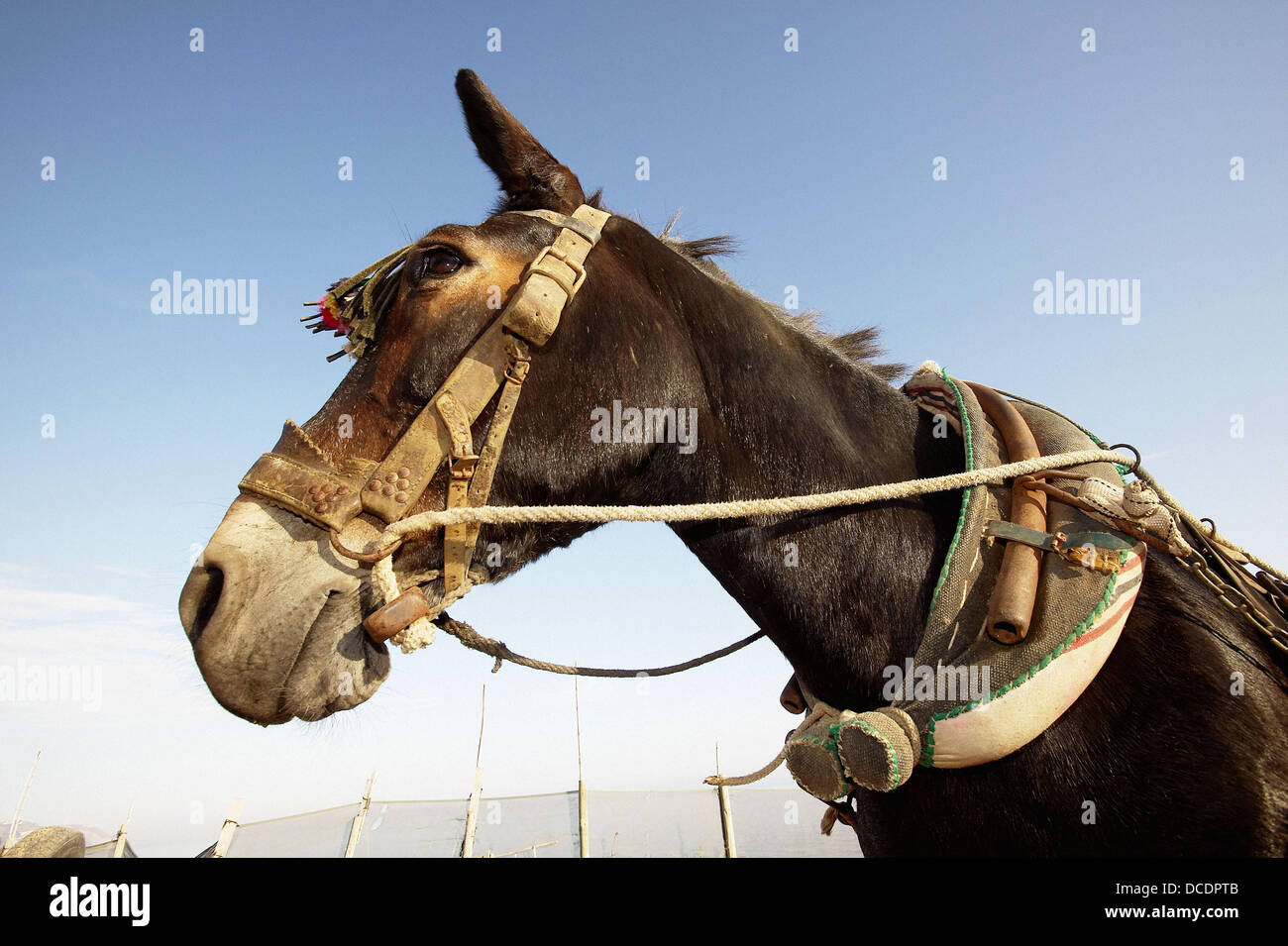 Mule harness Banque de photographies et d’images à haute résolution - Alamy