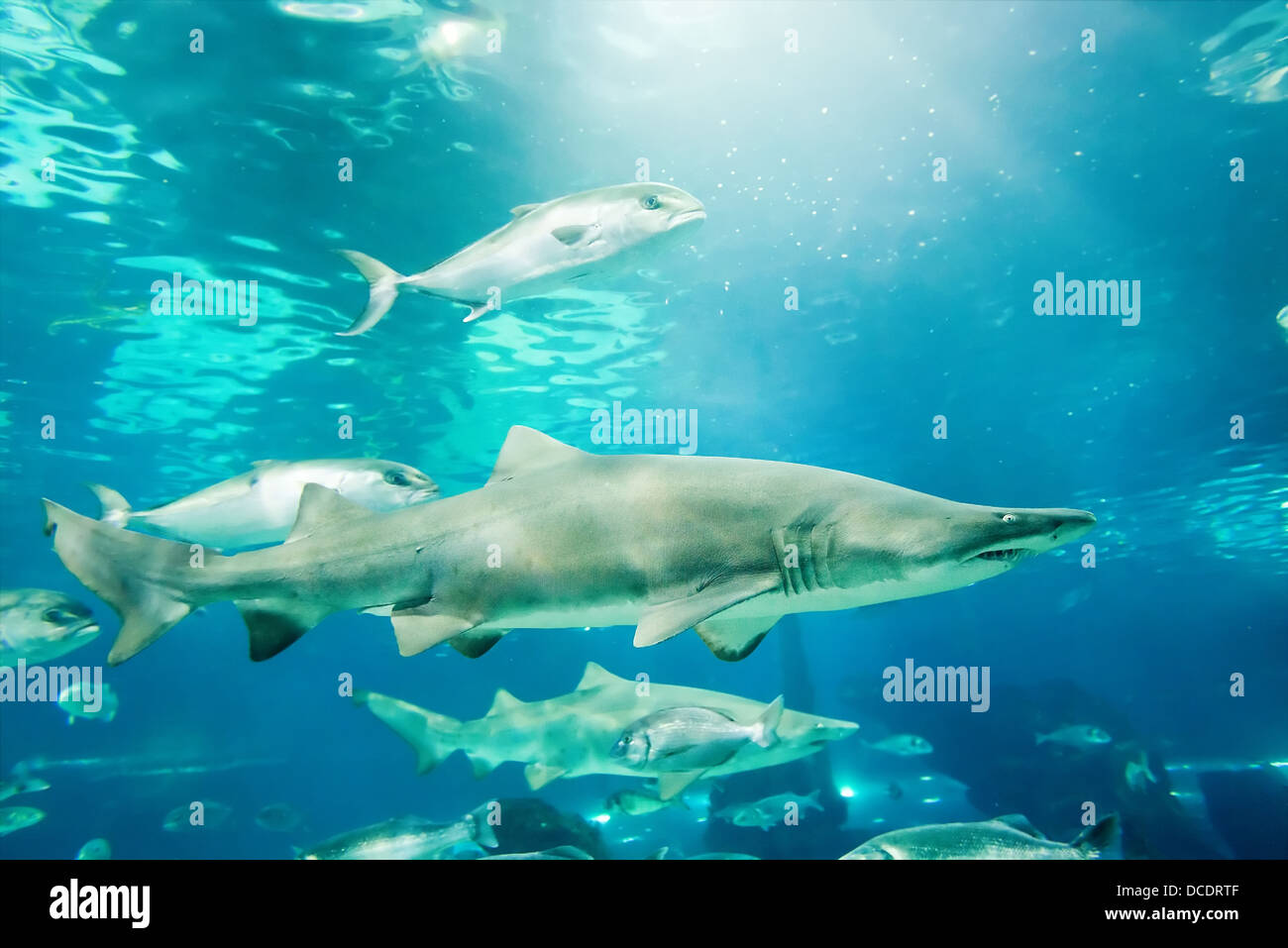 Requin tigre des sables Banque de photographies et d’images à haute ...