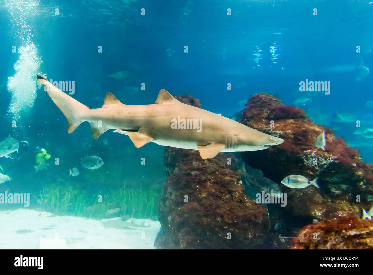 Requin tigre de sable carcharias taurus Banque de photographies et d ...