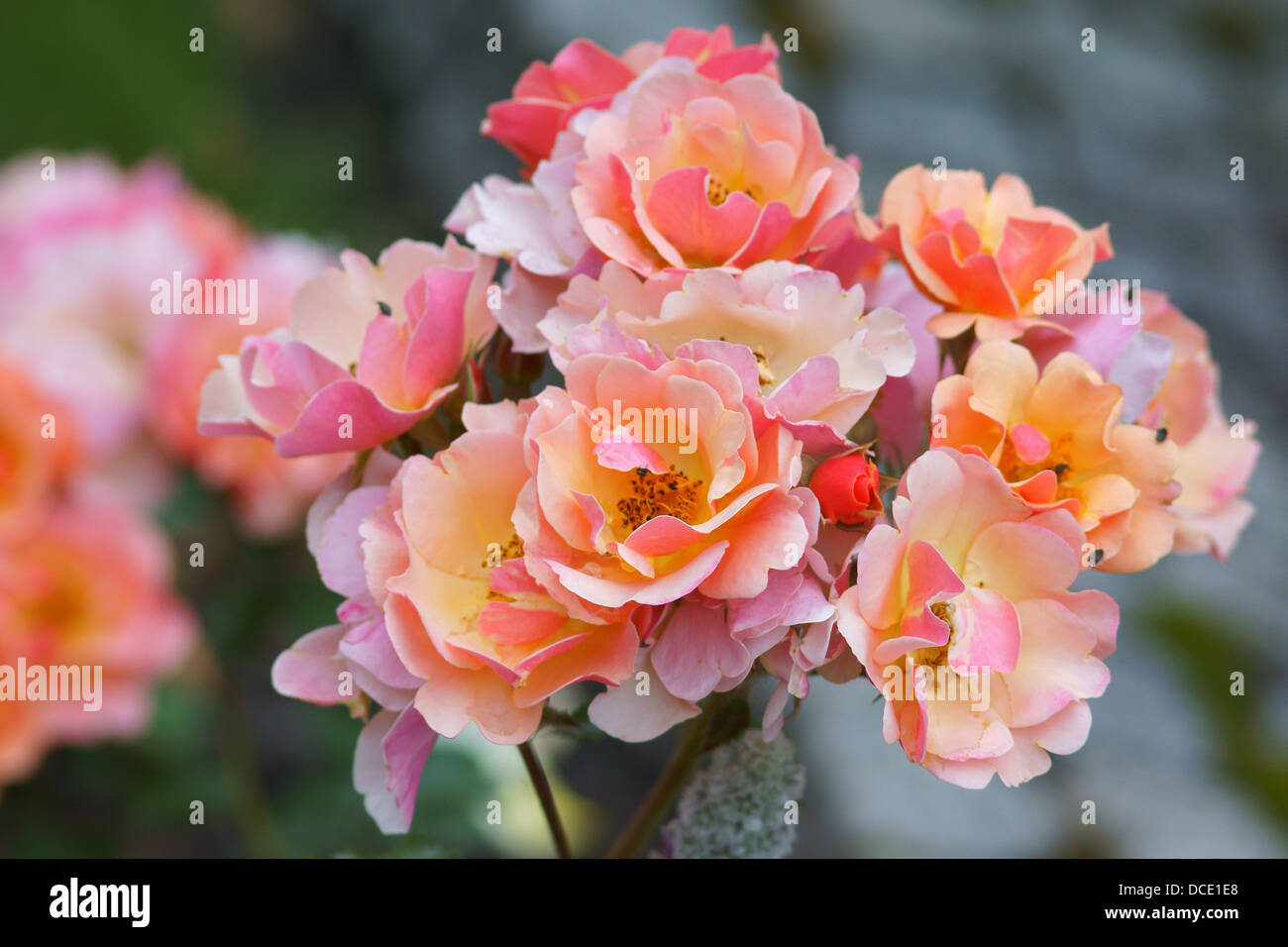 Roses jaunes Banque de photographies et d’images à haute résolution - Alamy
