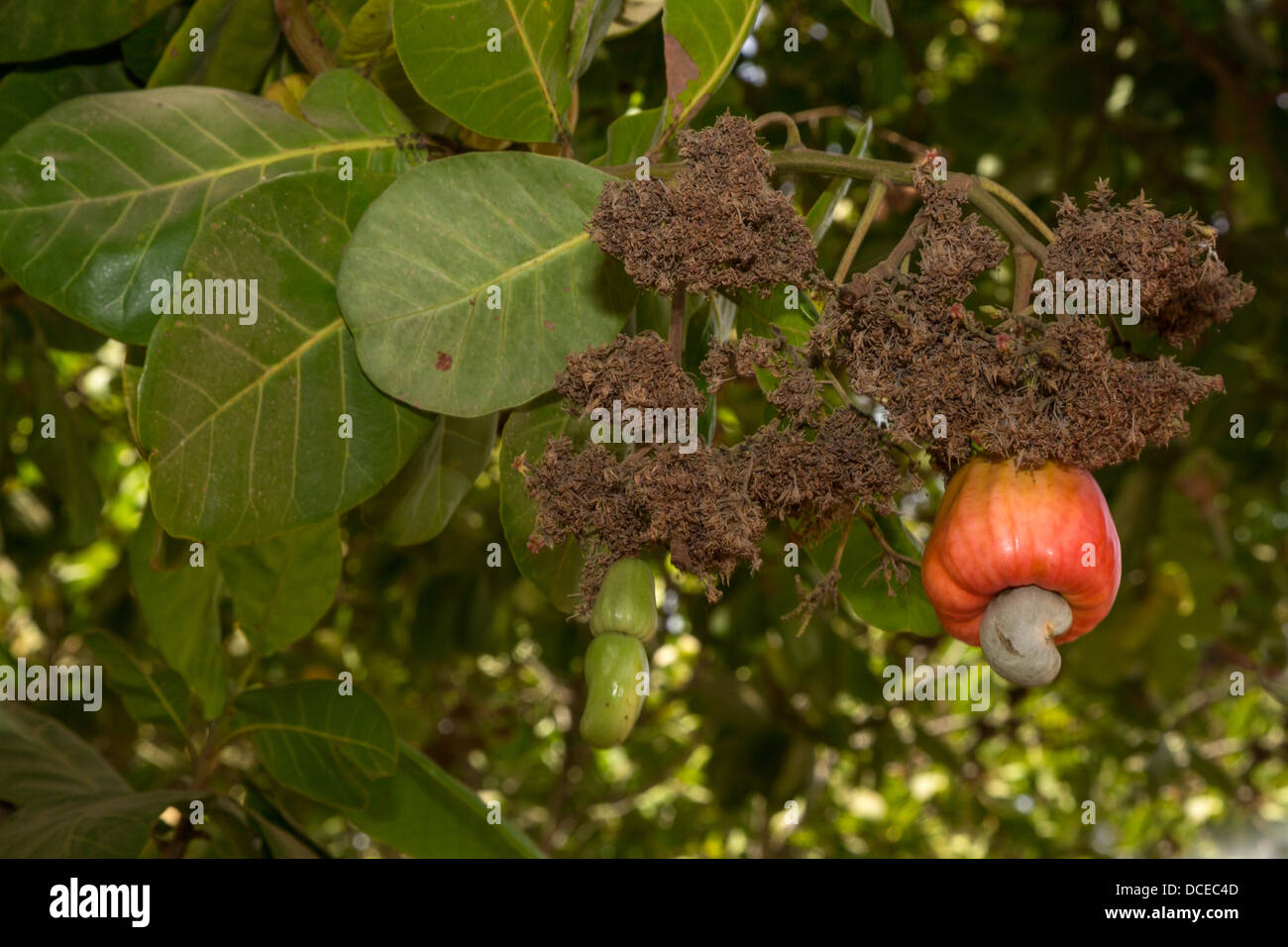 Arbre fruitier de cajou Banque de photographies et d’images à haute ...