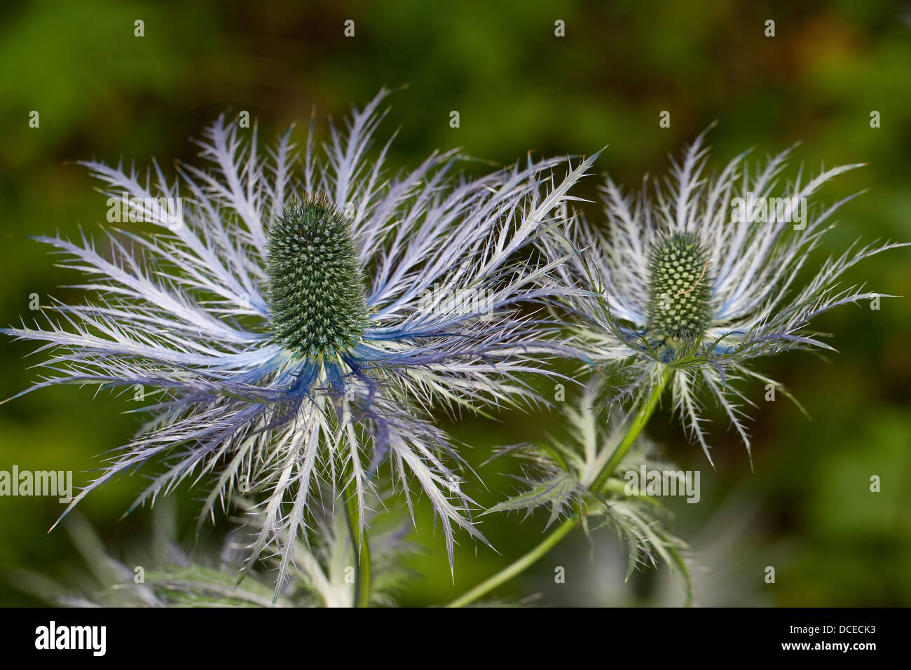 Blaue distel Banque de photographies et d’images à haute résolution - Alamy