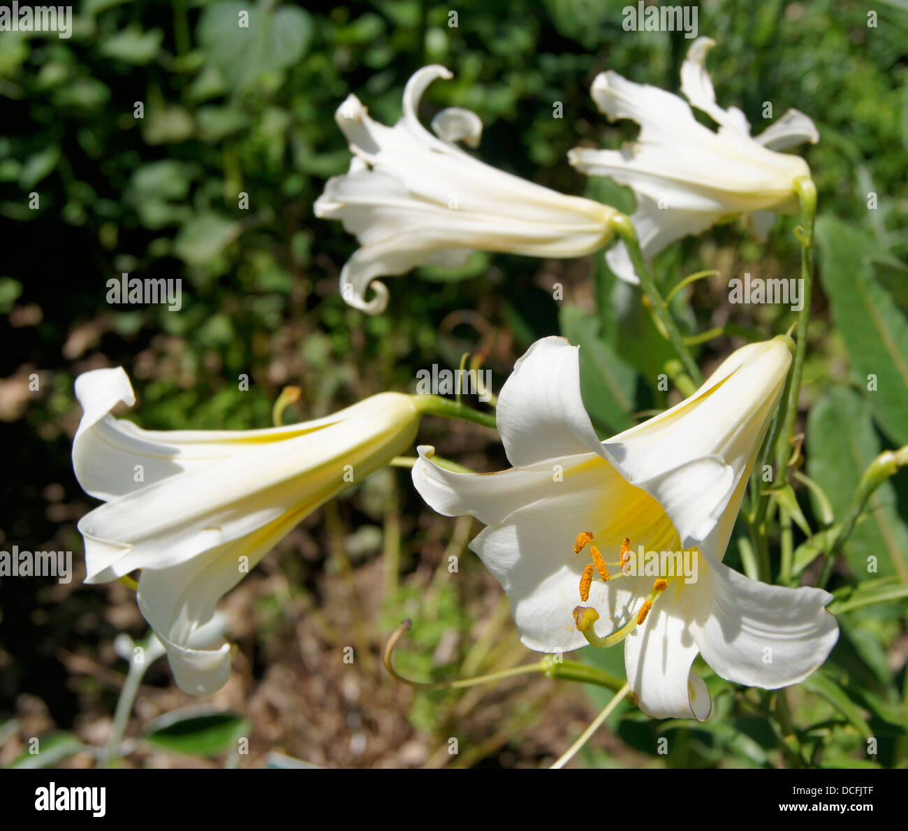 Parc floral paris Banque de photographies et d’images à haute ...
