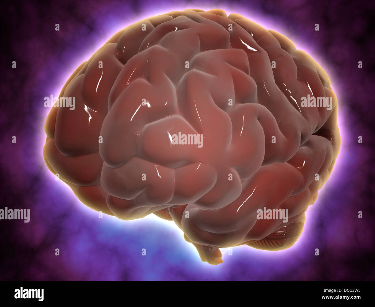 Cerveau humain Banque de photographies et d’images à haute résolution ...