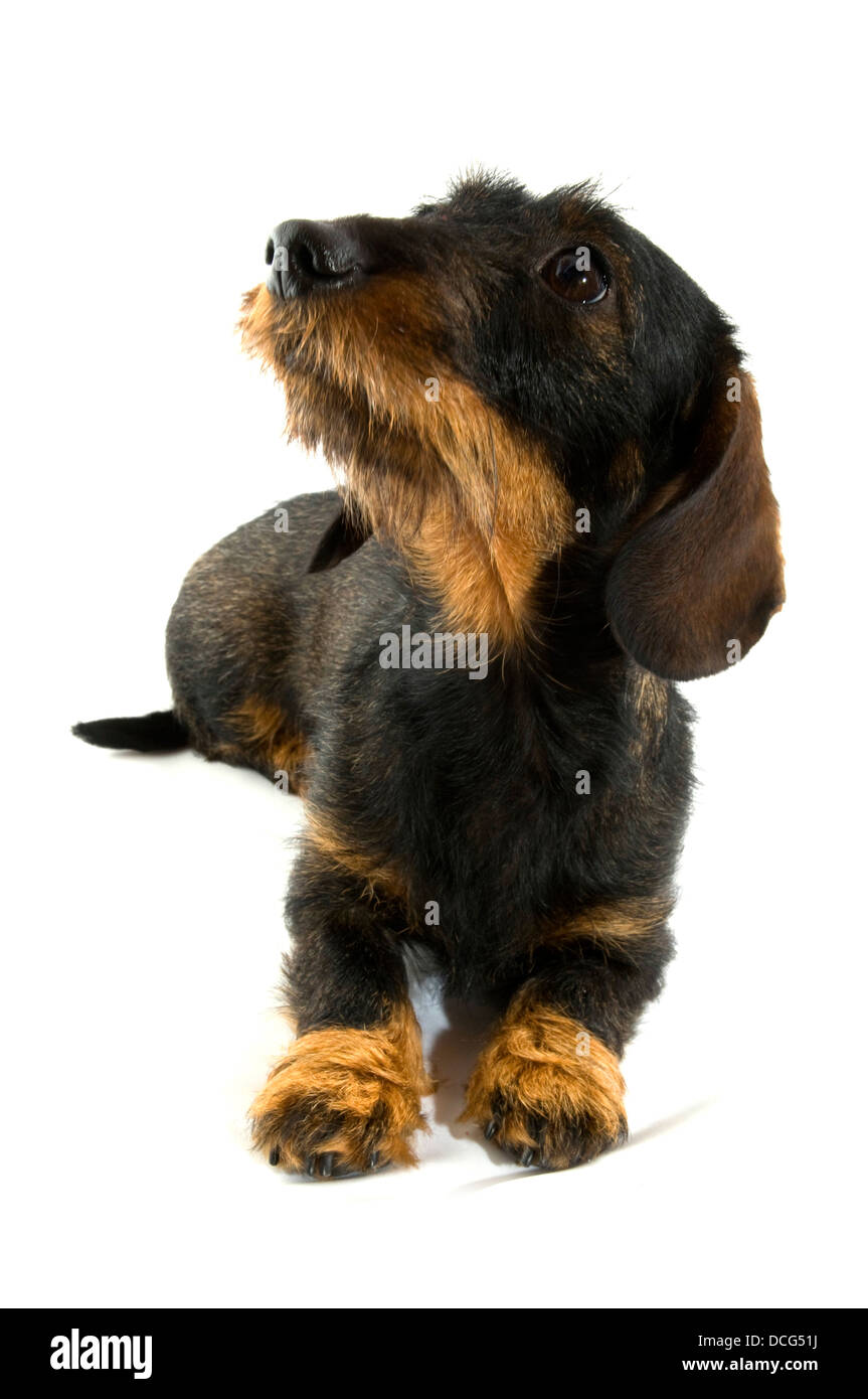 Teckel noir Banque de photographies et d’images à haute résolution - Alamy