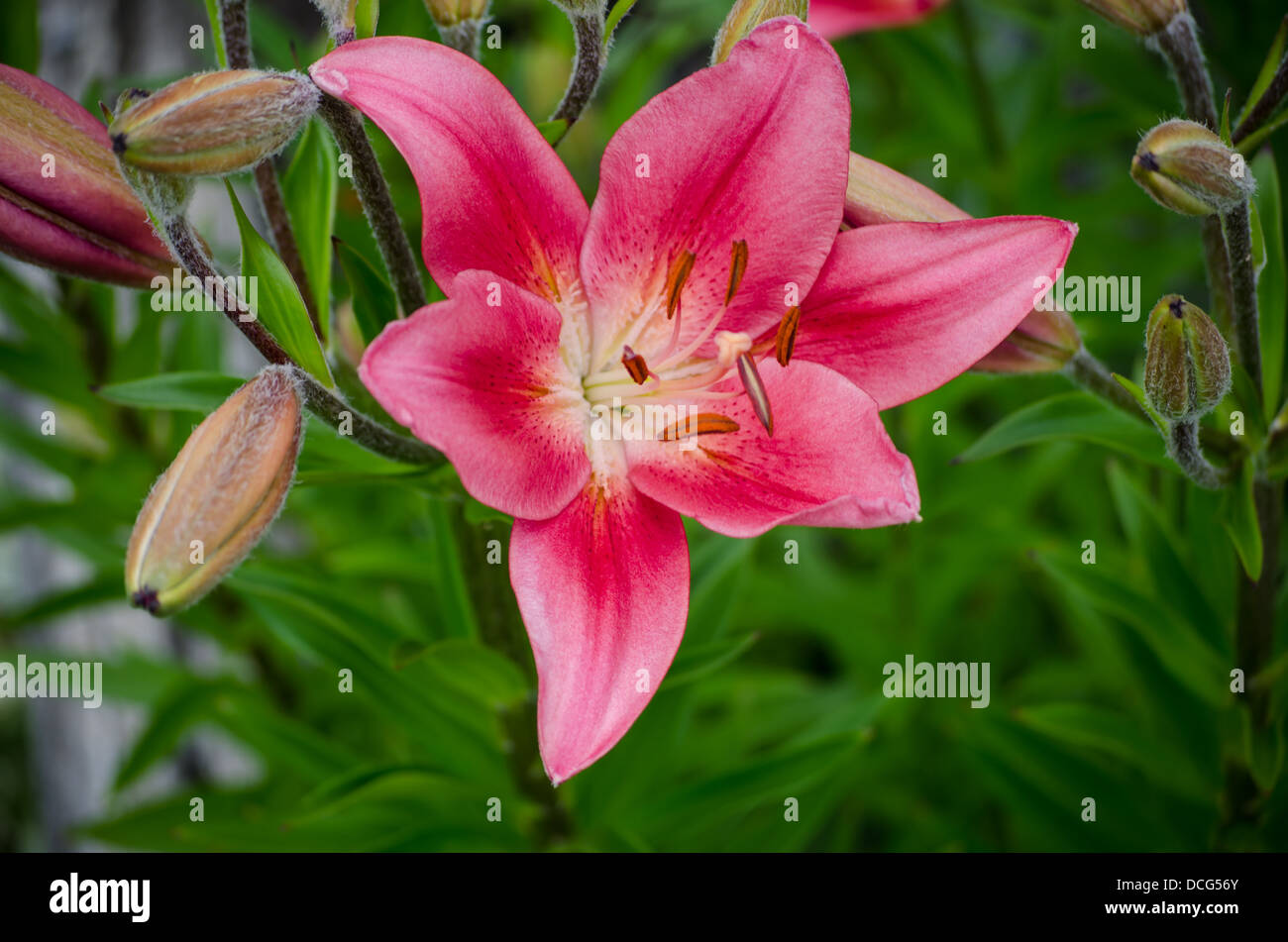 Lily rose Banque de photographies et d’images à haute résolution - Alamy