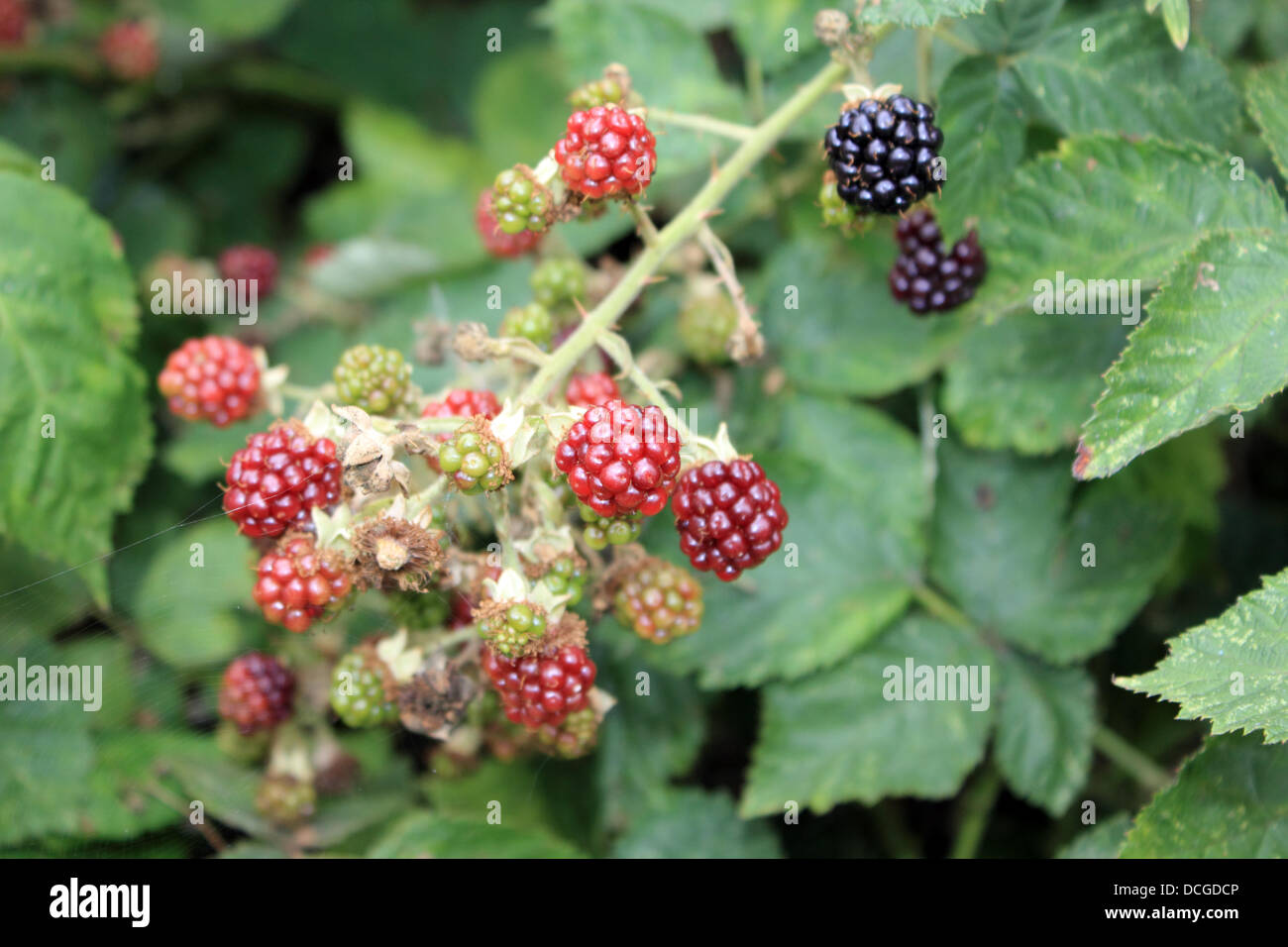 Faire pousser des fruits rouges Banque de photographies et d’images à ...