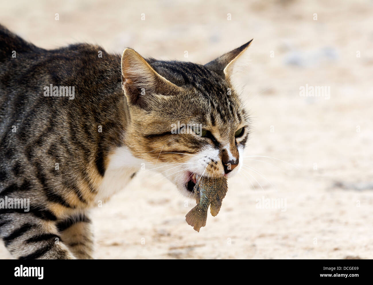 Bouche b Banque de photographies et d’images à haute résolution - Alamy