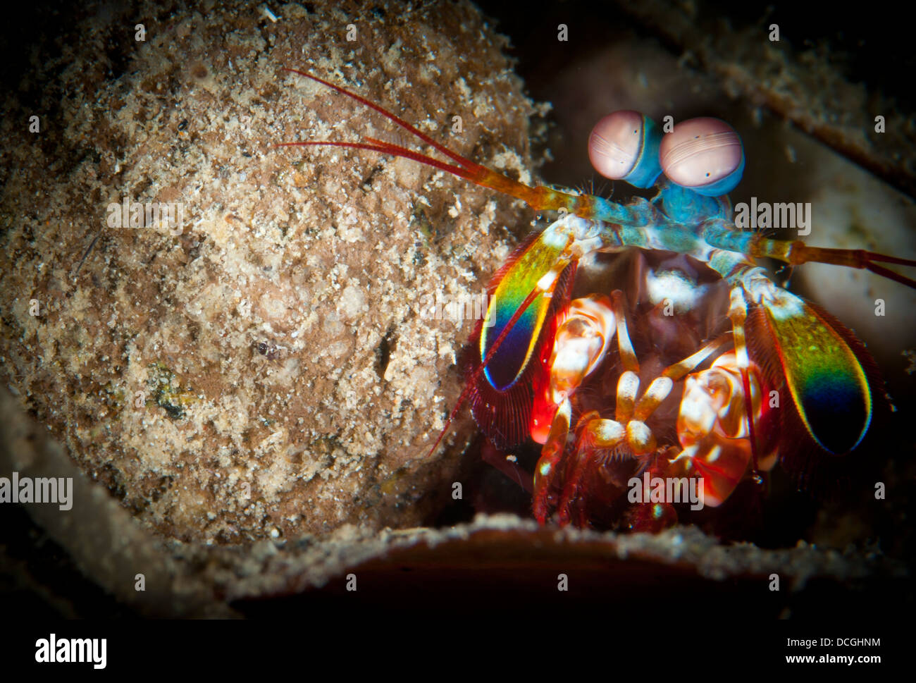 Crevette odontodactylus scyllarus Banque de photographies et d’images à ...