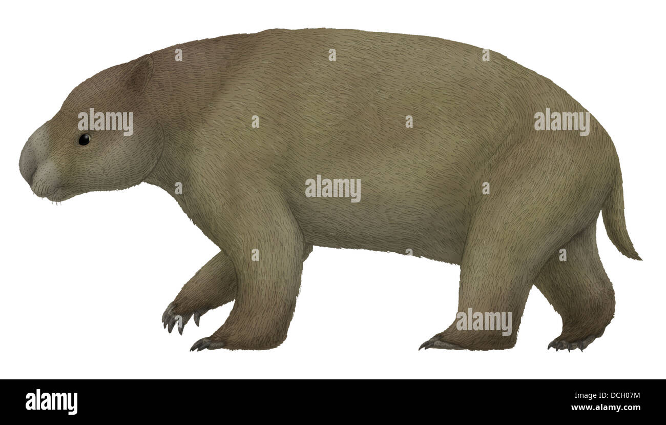 Diprotodon Optatum Banque d'image et photos - Alamy