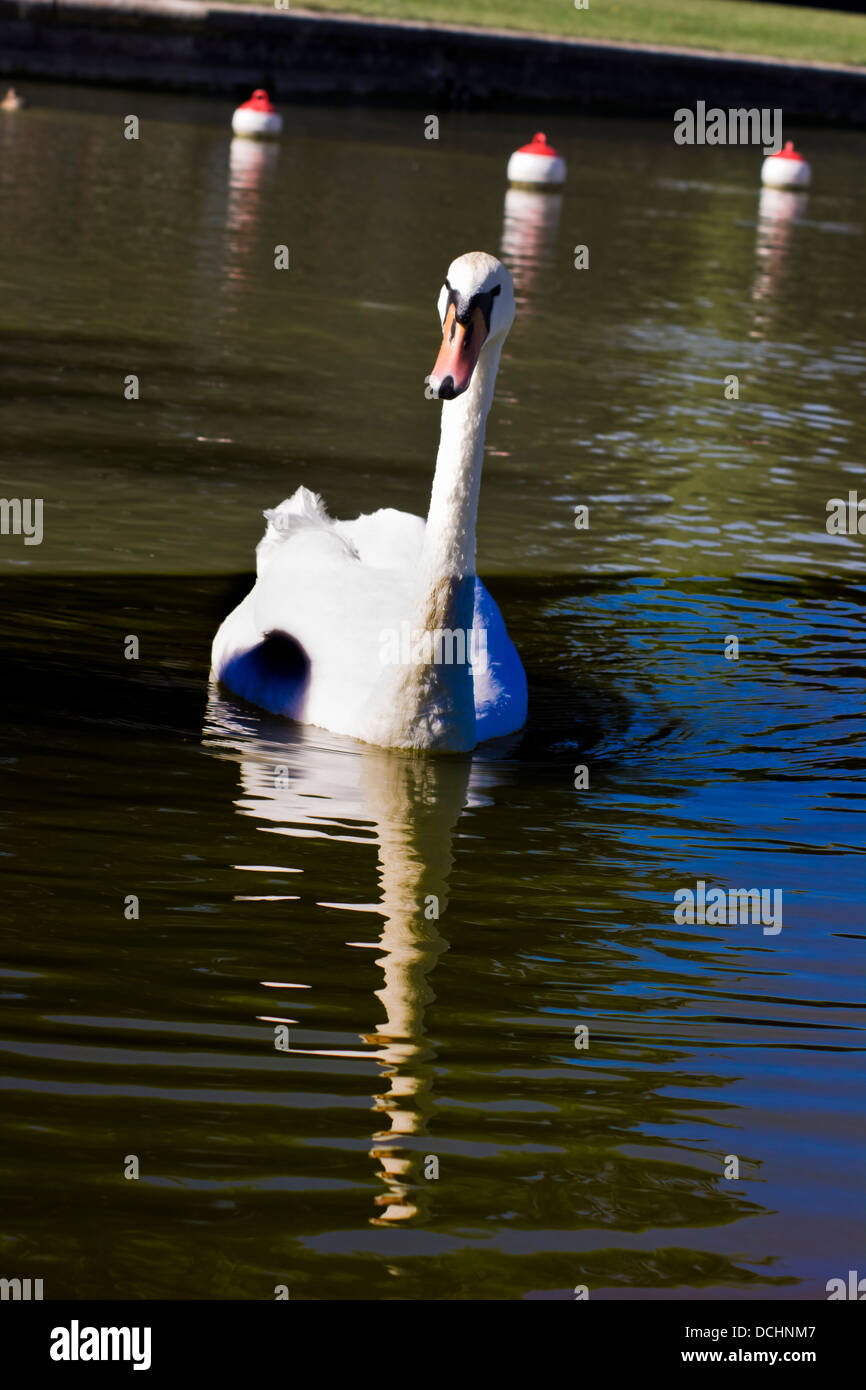 Le cygne nage Banque de photographies et d’images à haute résolution - Alamy