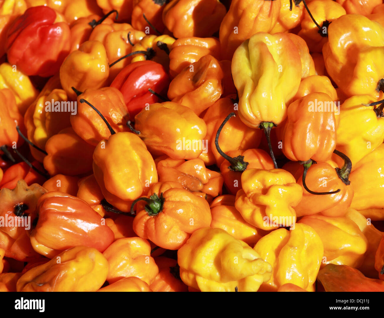 Piment like Banque de photographies et d’images à haute résolution - Alamy