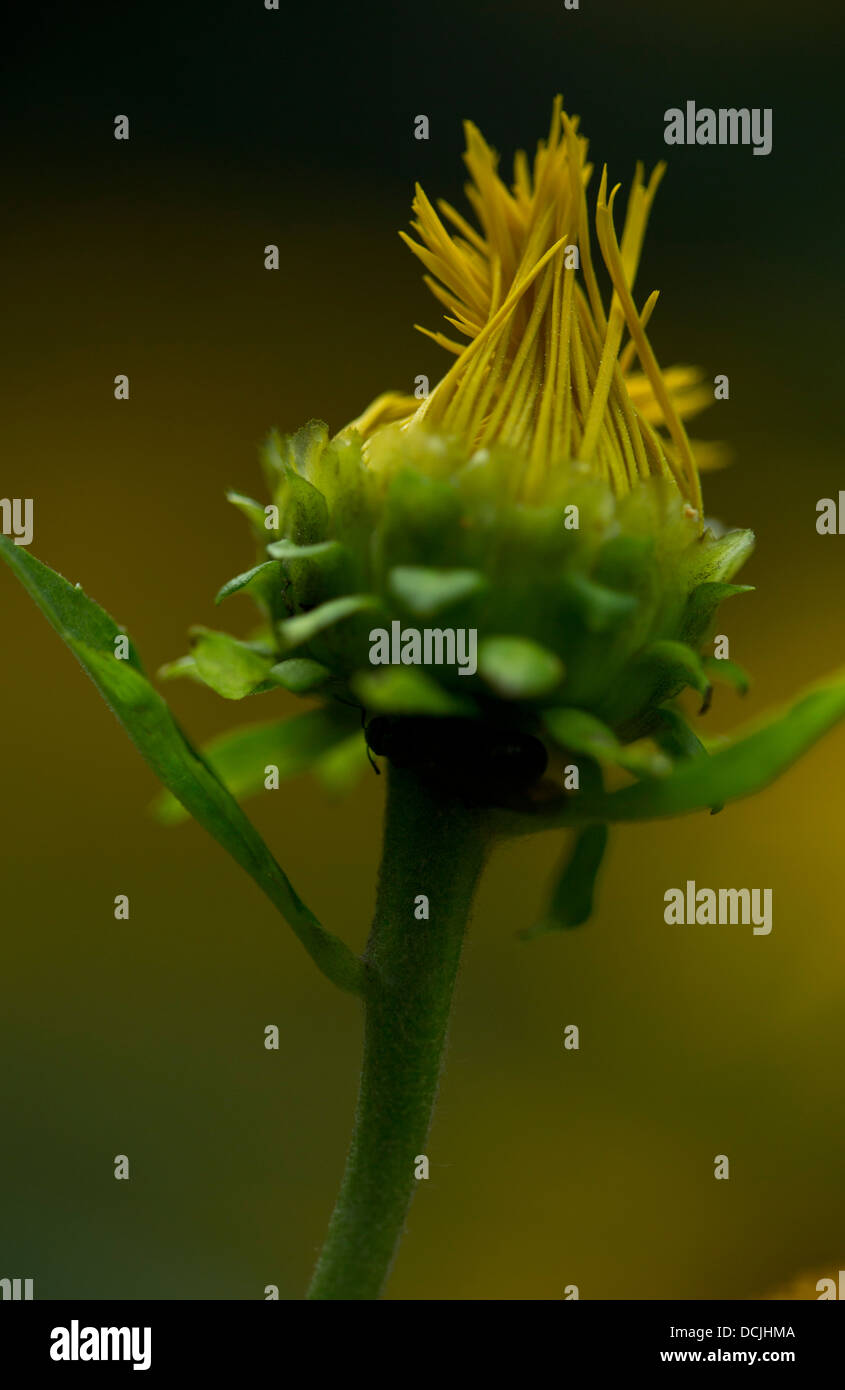 Inula magnifica Banque de photographies et d’images à haute résolution ...