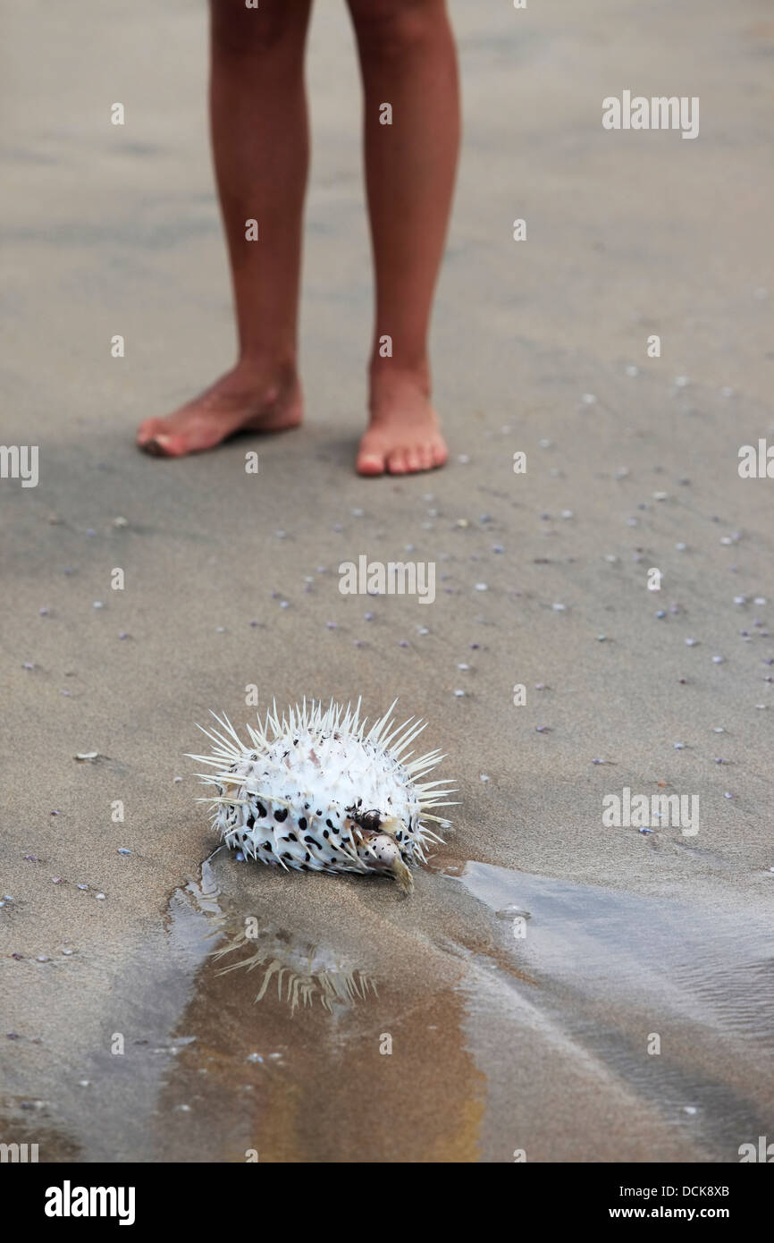 Hérisson de mer Banque de photographies et d’images à haute résolution ...