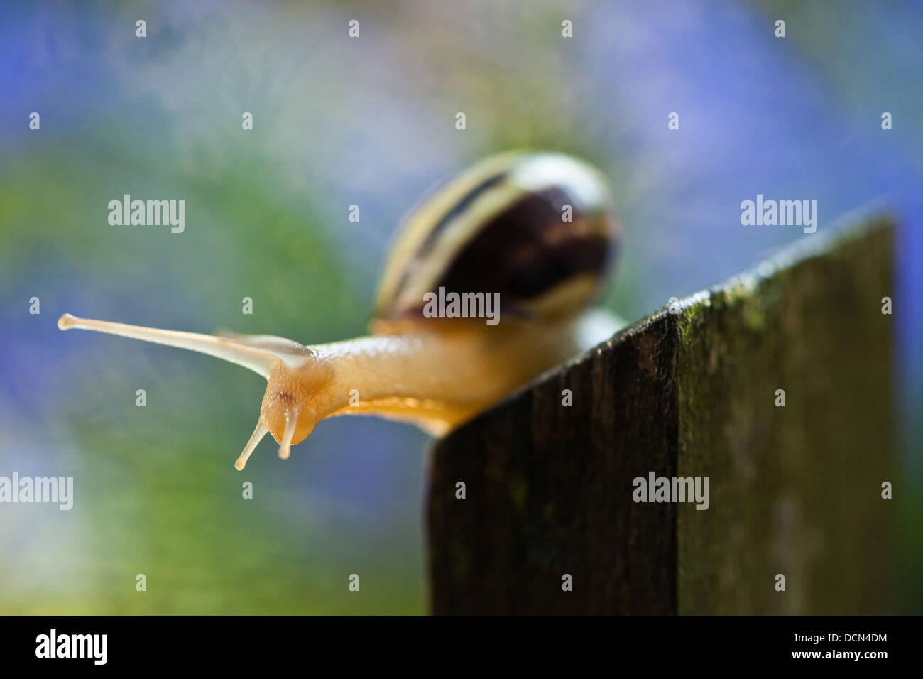 Gros plan d'escargot Banque de photographies et d’images à haute ...