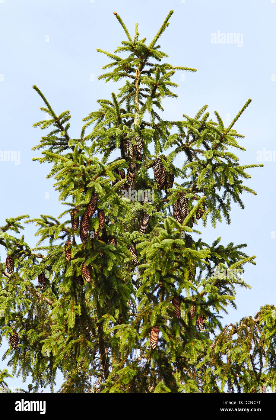 Branches supérieures et cônes pendants d'un Epicéa (Picea ) arbre dans ...