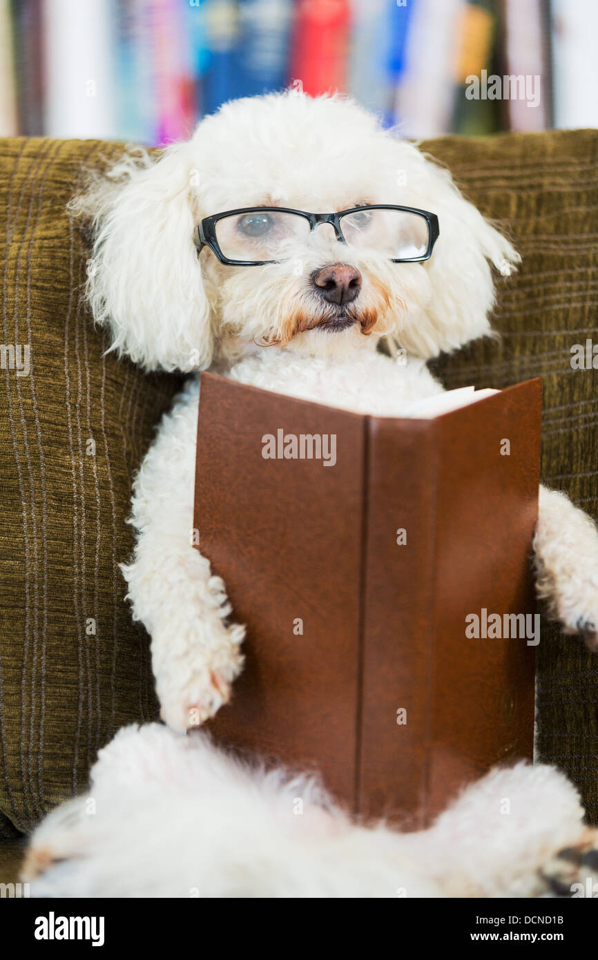 Dog reading book Banque de photographies et d’images à haute résolution ...