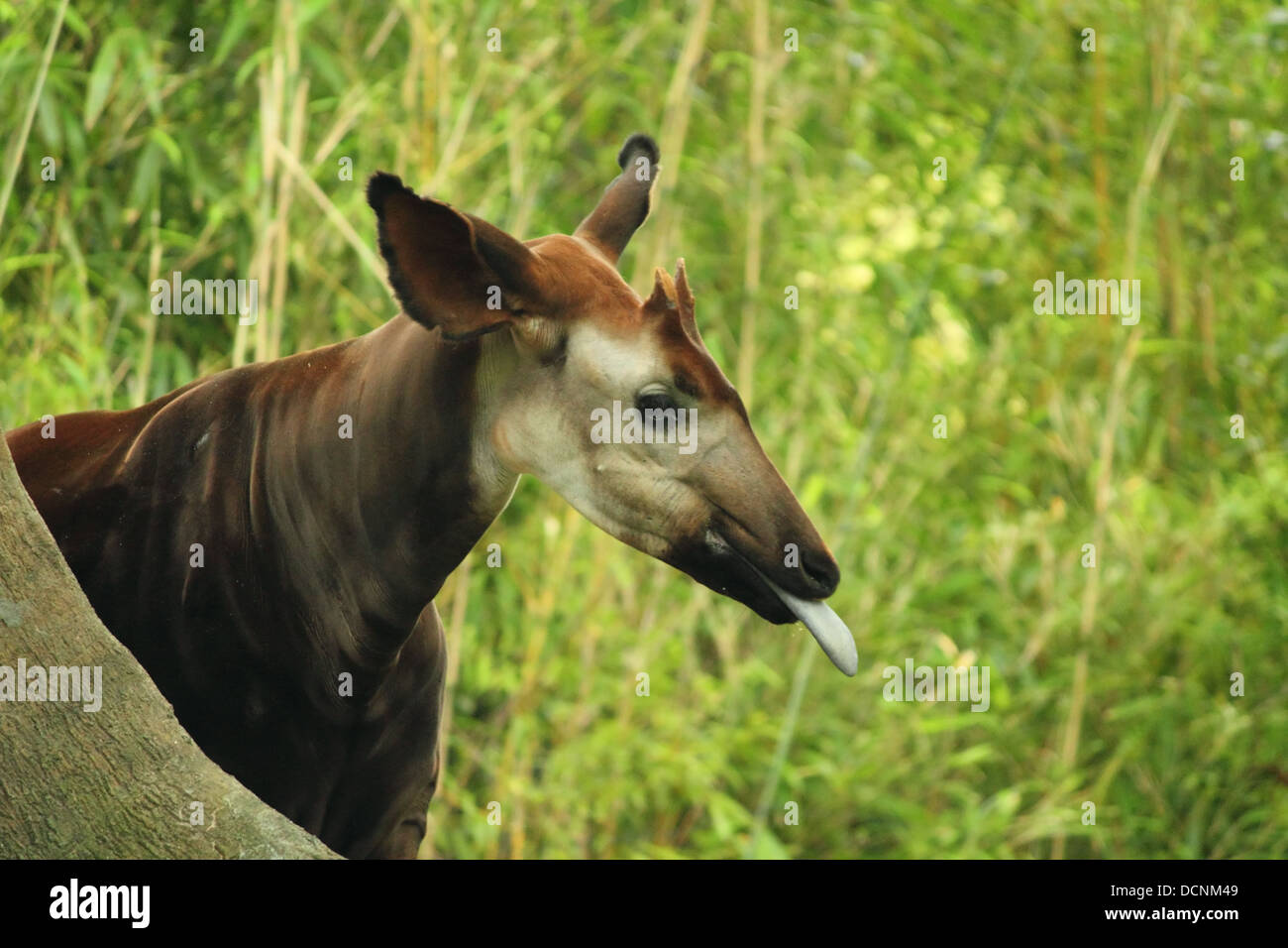 Okapi tongue Banque de photographies et d’images à haute résolution - Alamy