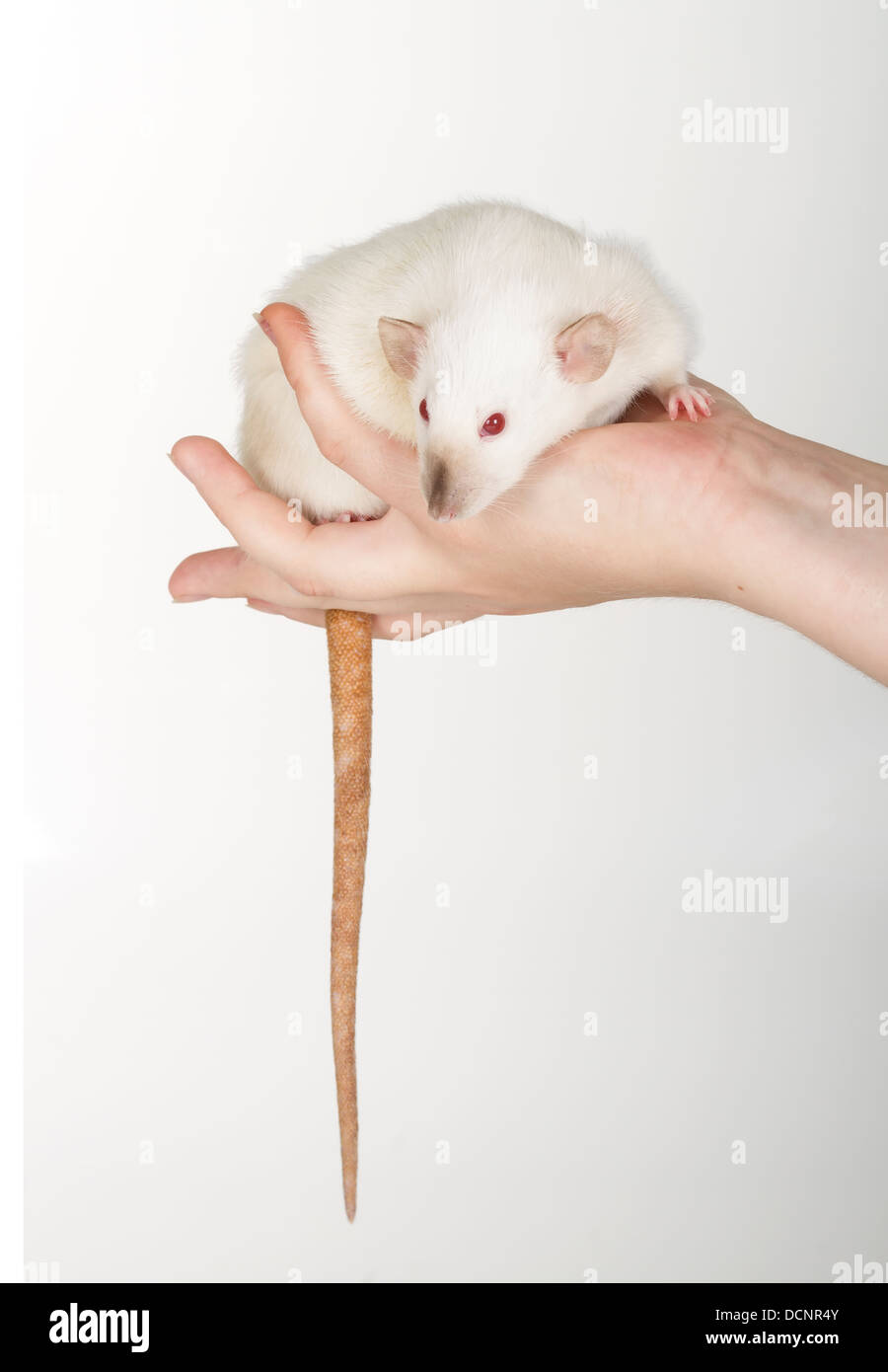 Rat blanc Banque de photographies et d’images à haute résolution - Alamy