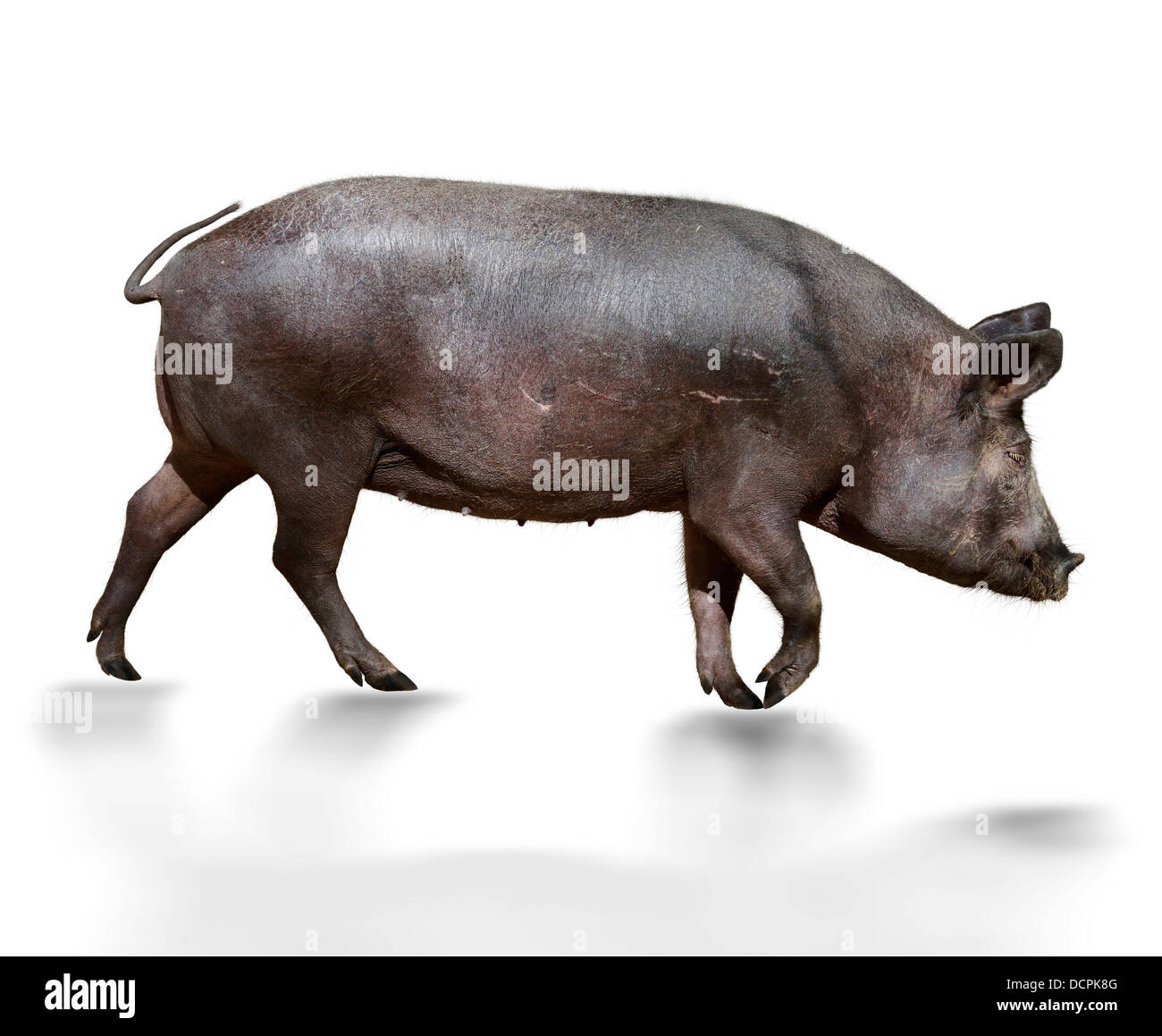 Cochon brun Banque de photographies et d’images à haute résolution - Alamy