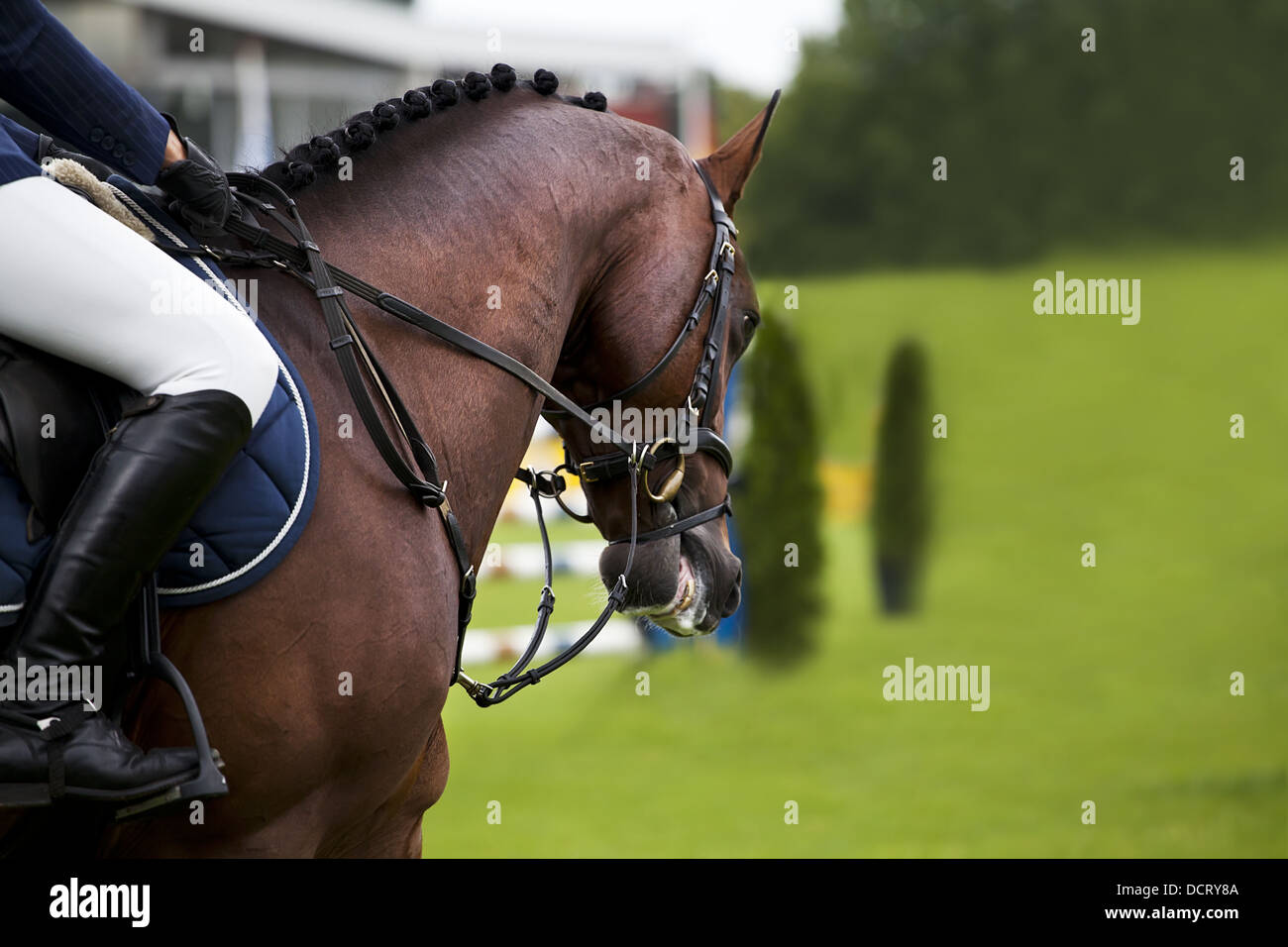 Cavalier sur le cheval Banque de photographies et d’images à haute ...
