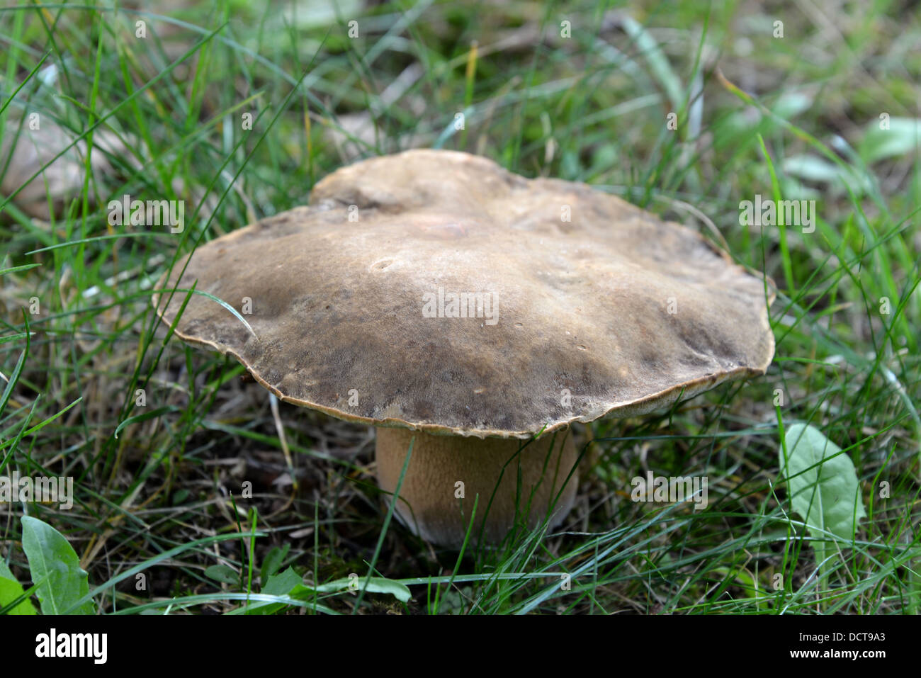 Gros champignon Banque de photographies et d’images à haute résolution ...