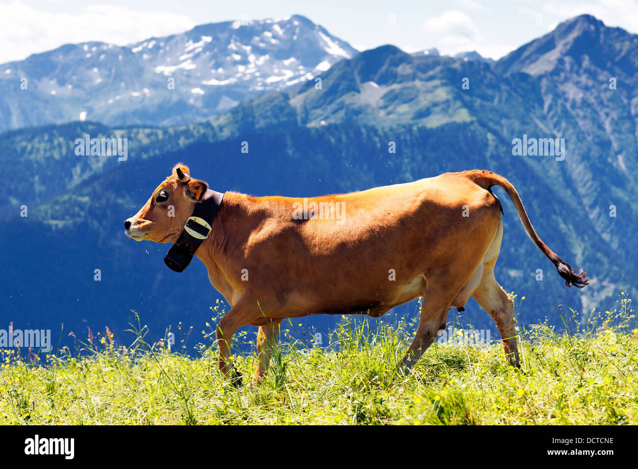 Vache brune des alpes Banque de photographies et d’images à haute ...