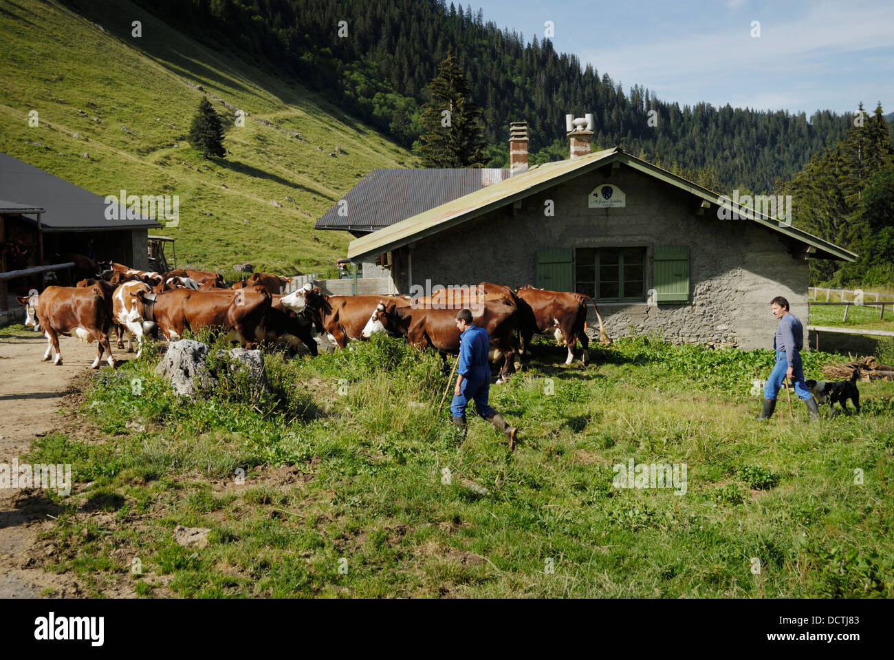 Traite des vaches à la main Banque de photographies et d’images à haute ...