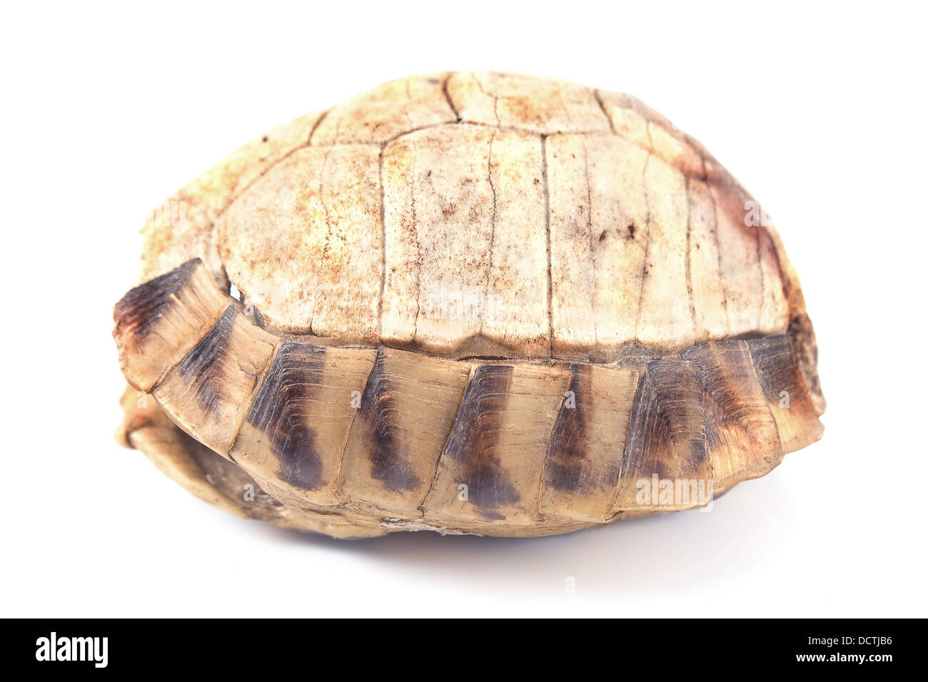 Motif de carapace de tortue Banque de photographies et d’images à haute ...