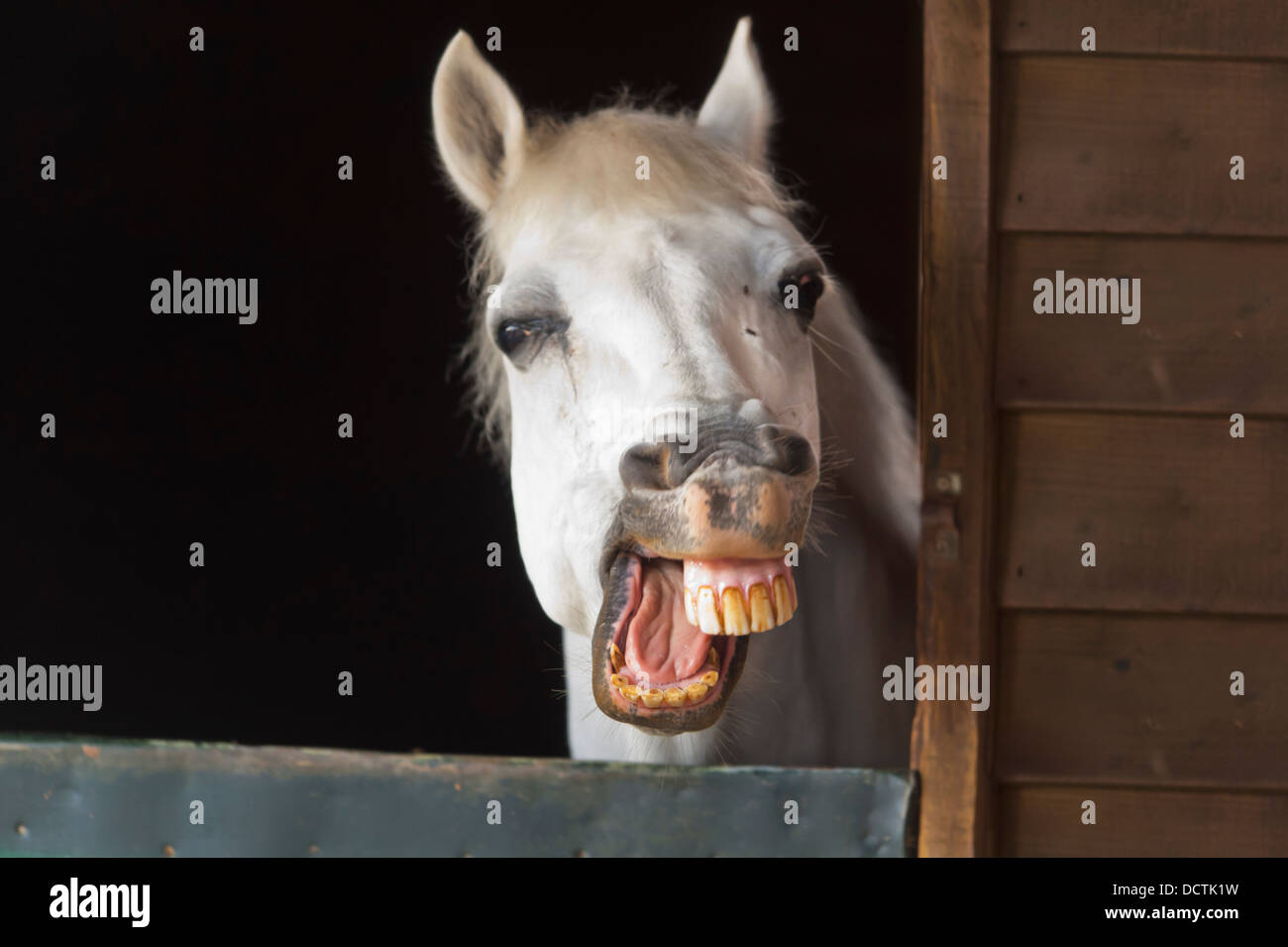 Horse teeth view Banque de photographies et d’images à haute résolution ...