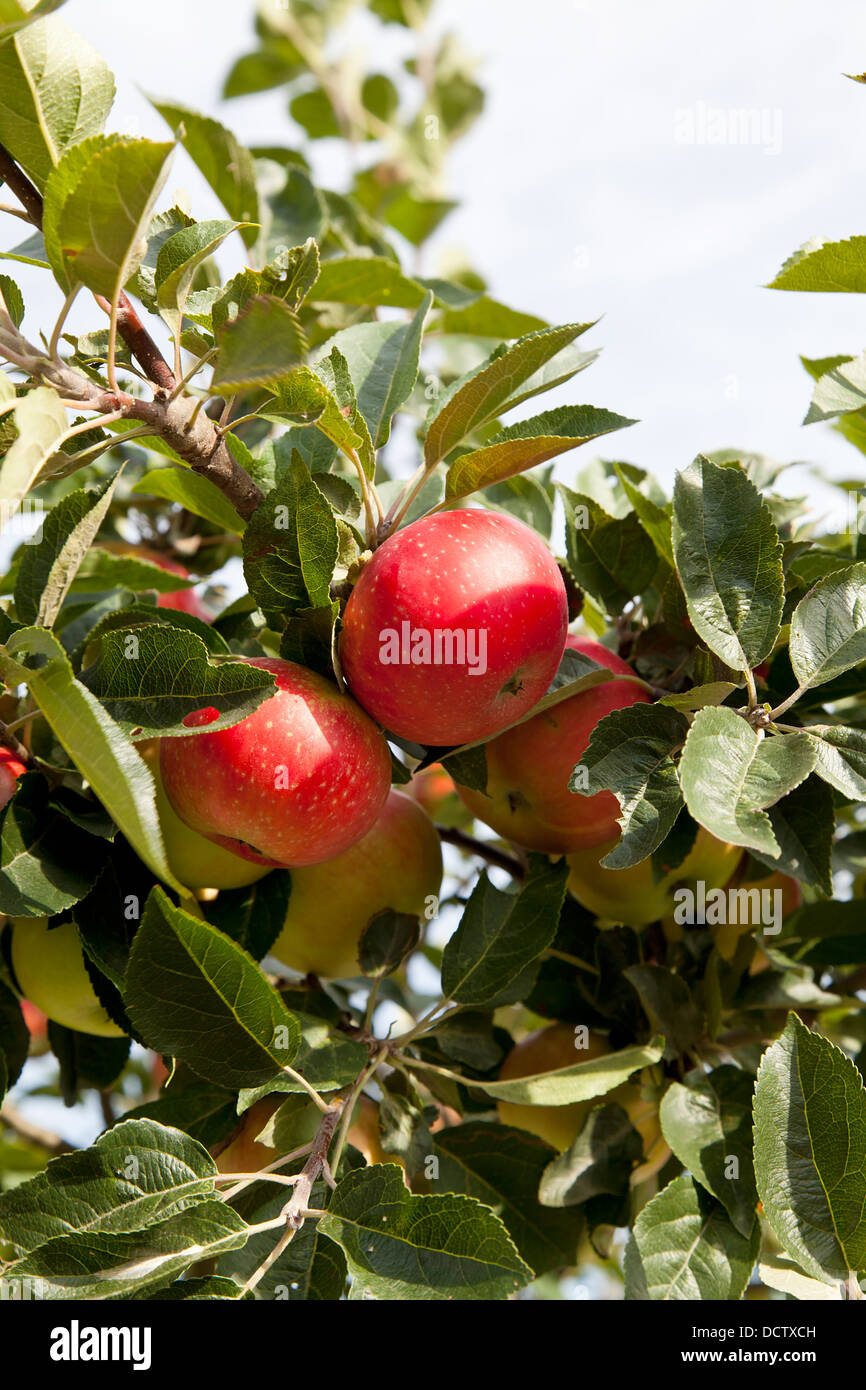 Pommes rouges poussant sur un arbre Banque de photographies et d’images ...