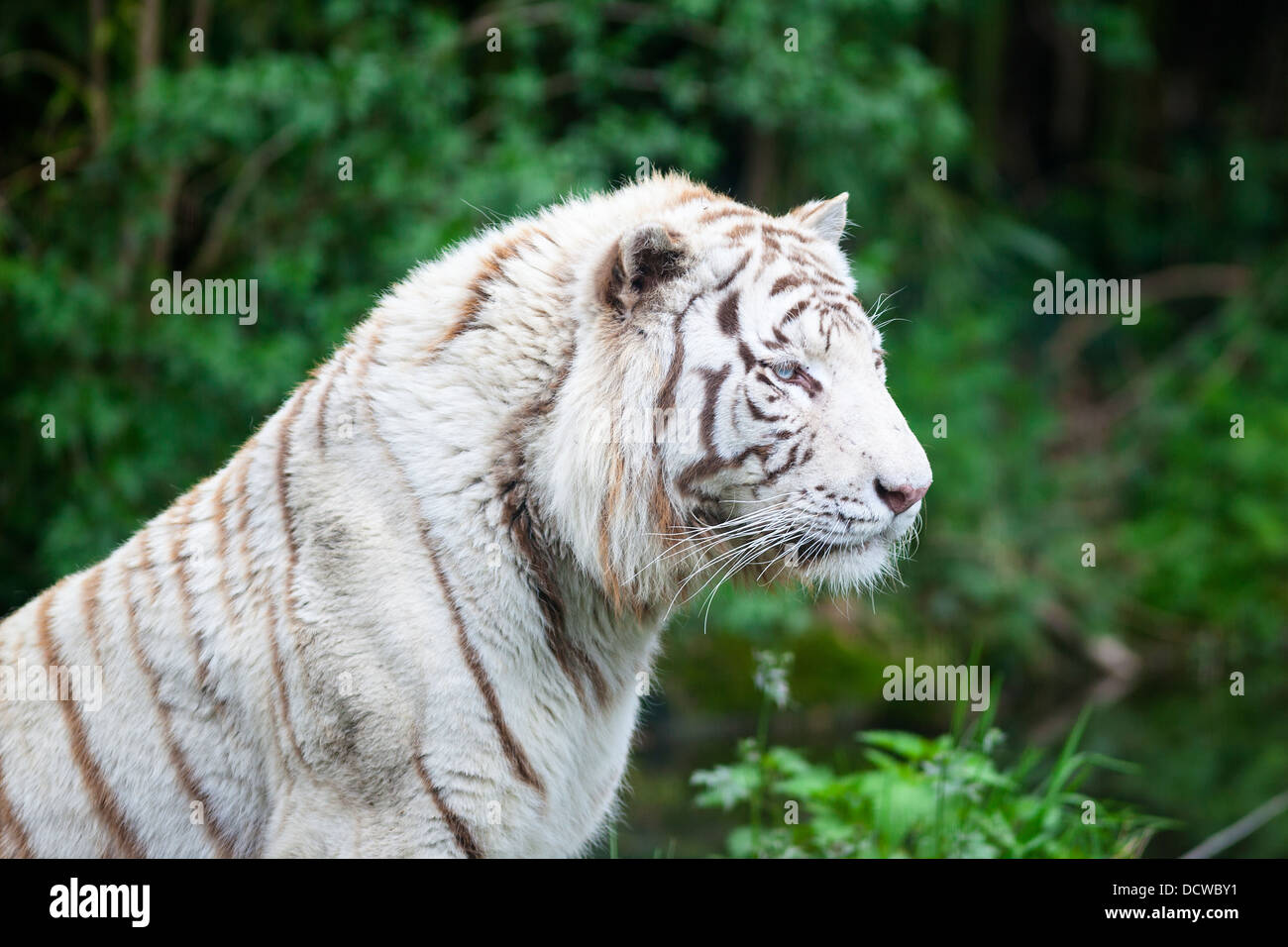 Griffe de tigre Banque de photographies et d’images à haute résolution ...