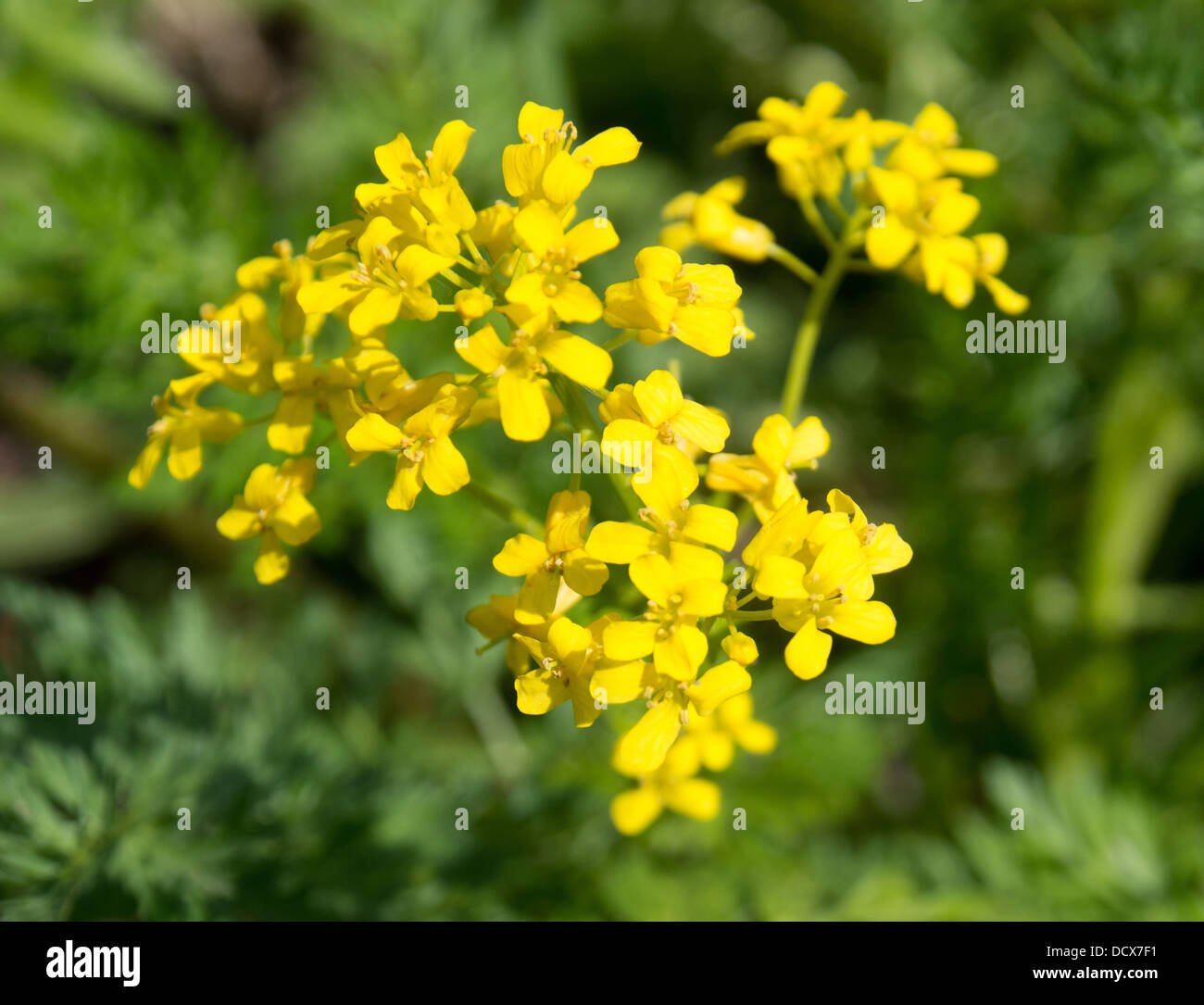Diplotaxis muralis Banque de photographies et d’images à haute résolution - Alamy