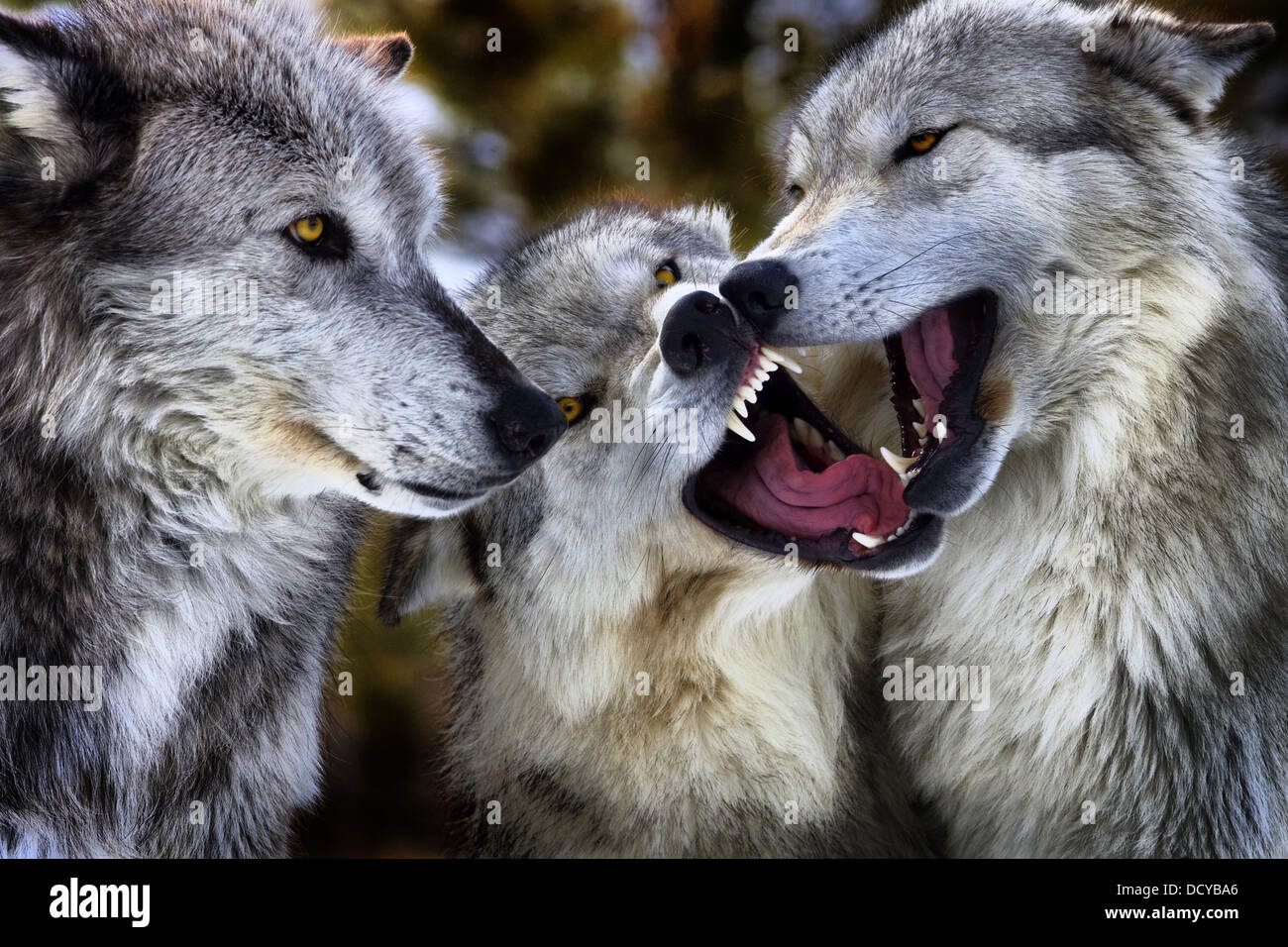 Loup alpha et sa meute Banque de photographies et d’images à haute ...