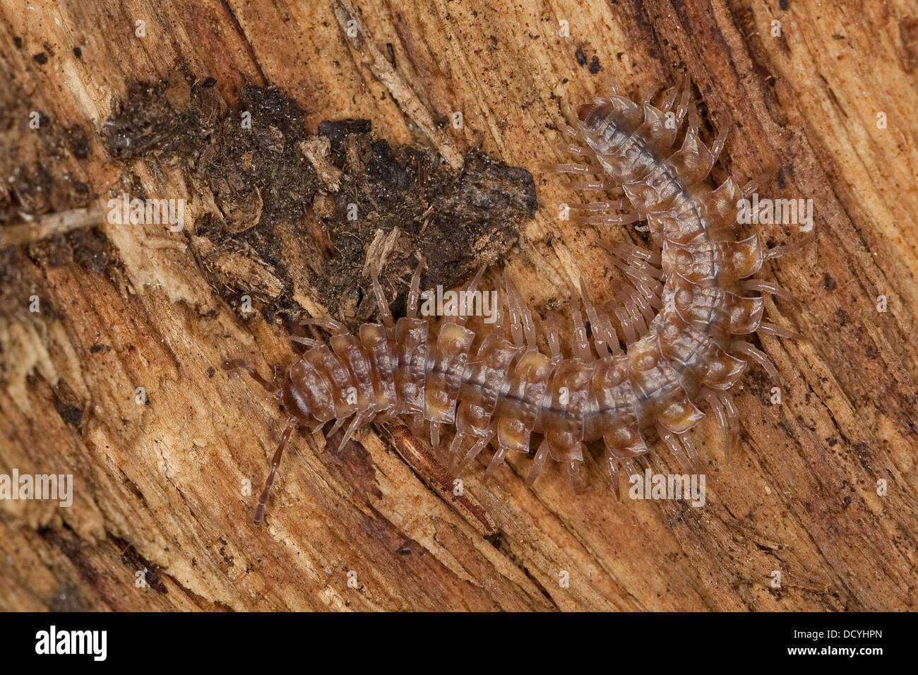 Polydesmus complanatus Banque de photographies et d’images à haute ...