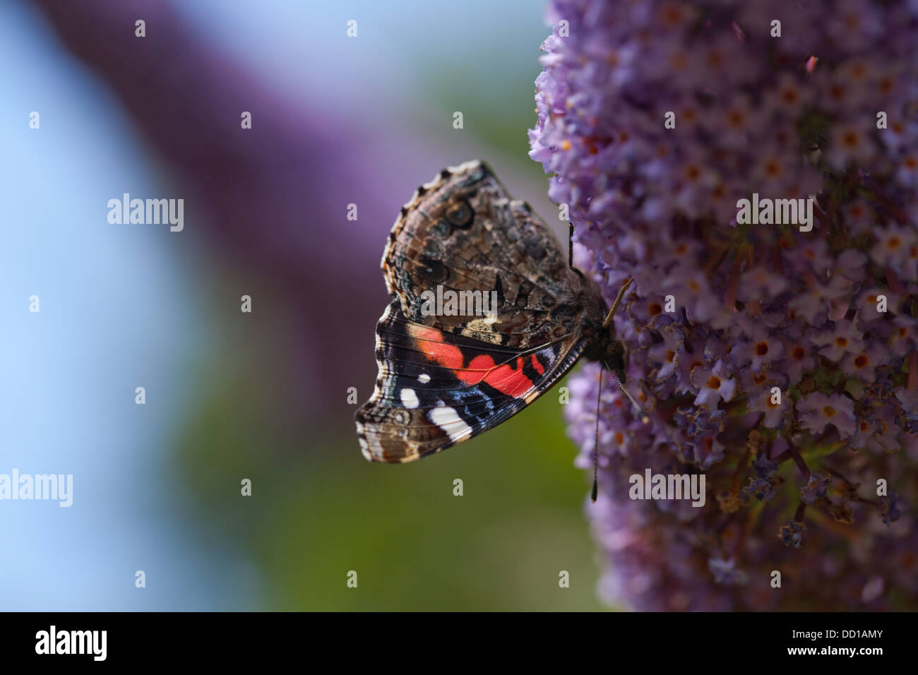 Papillon alimentation du ventre buddleja Banque de photographies et d ...