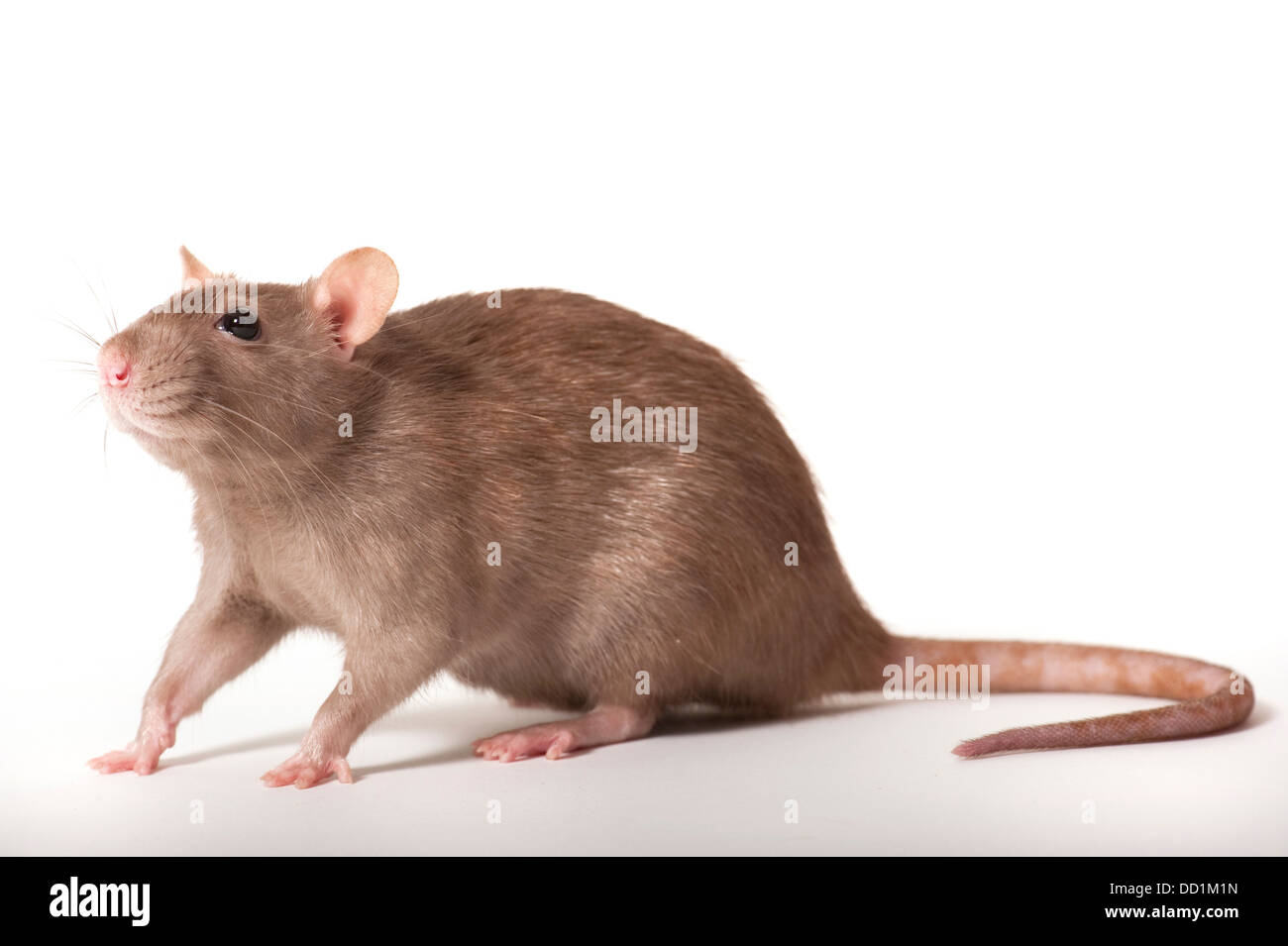 Brown rat rattus norvegicus Banque de photographies et d’images à haute ...