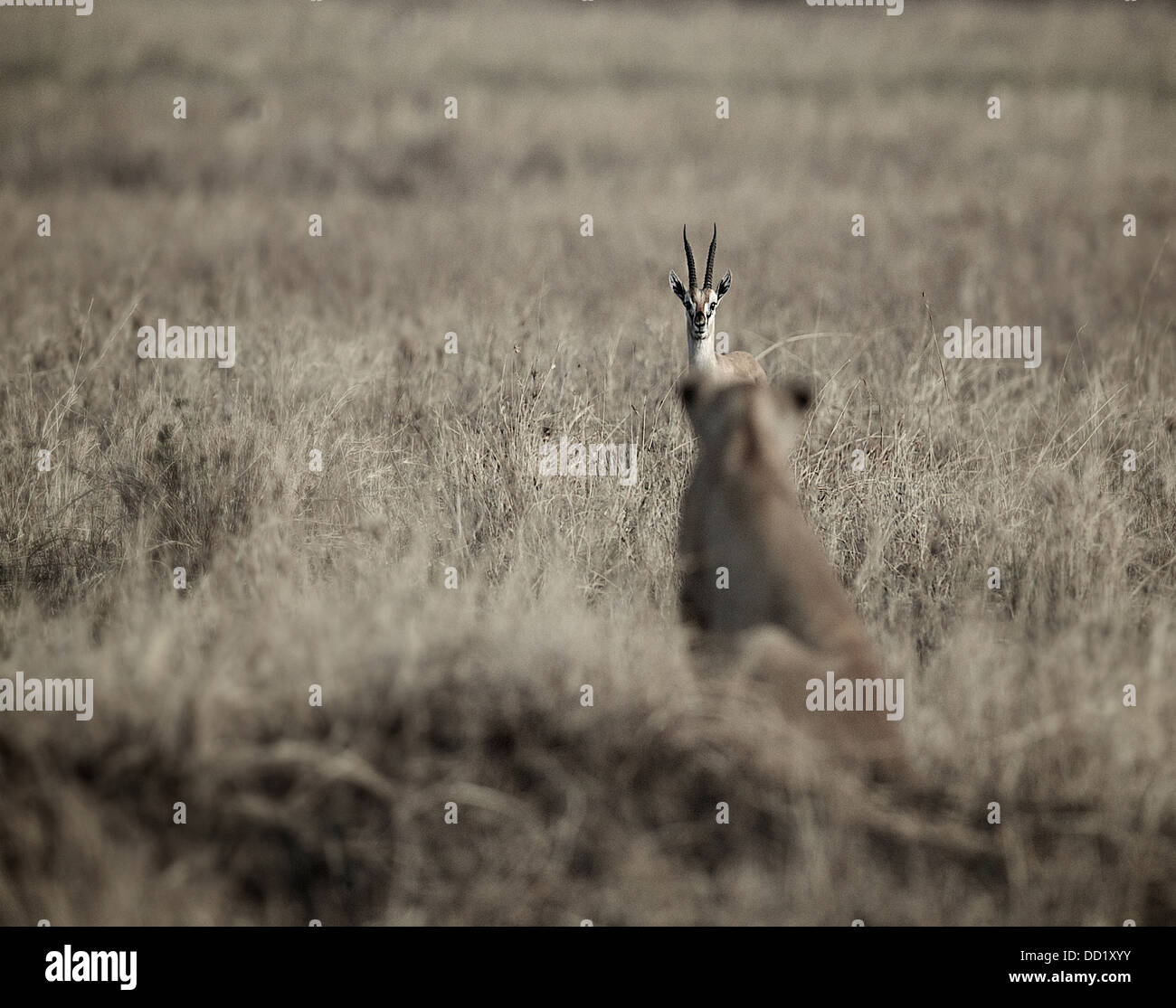 Lion hunt gazelle Banque de photographies et d’images à haute ...