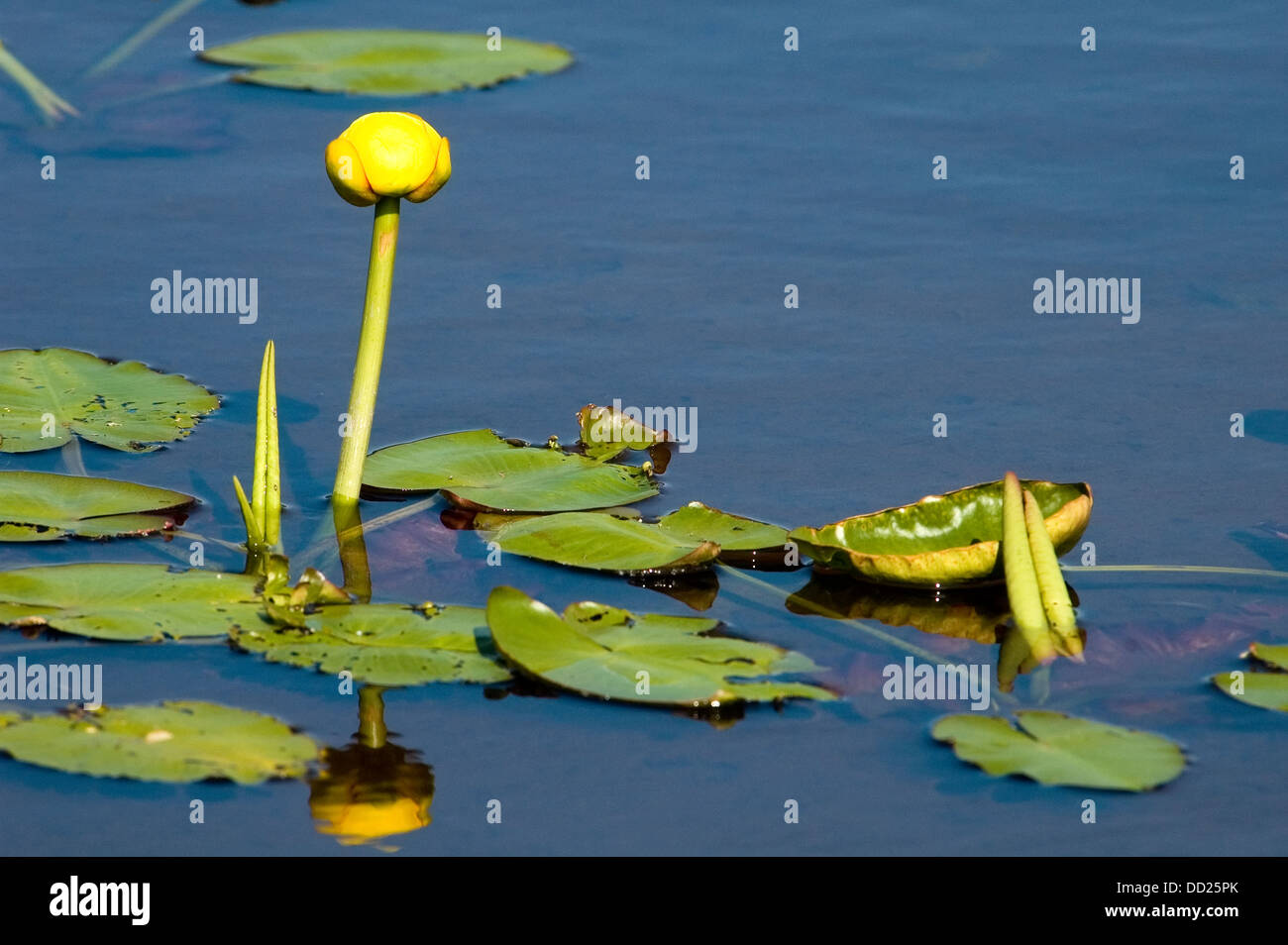 Nuphar lutea Banque de photographies et d’images à haute résolution - Alamy
