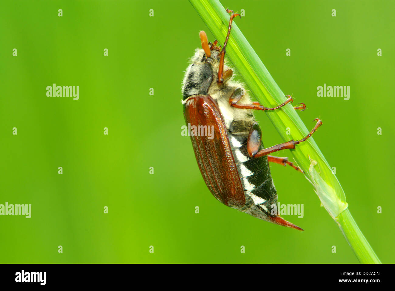 Bogue marron Banque de photographies et d’images à haute résolution - Alamy