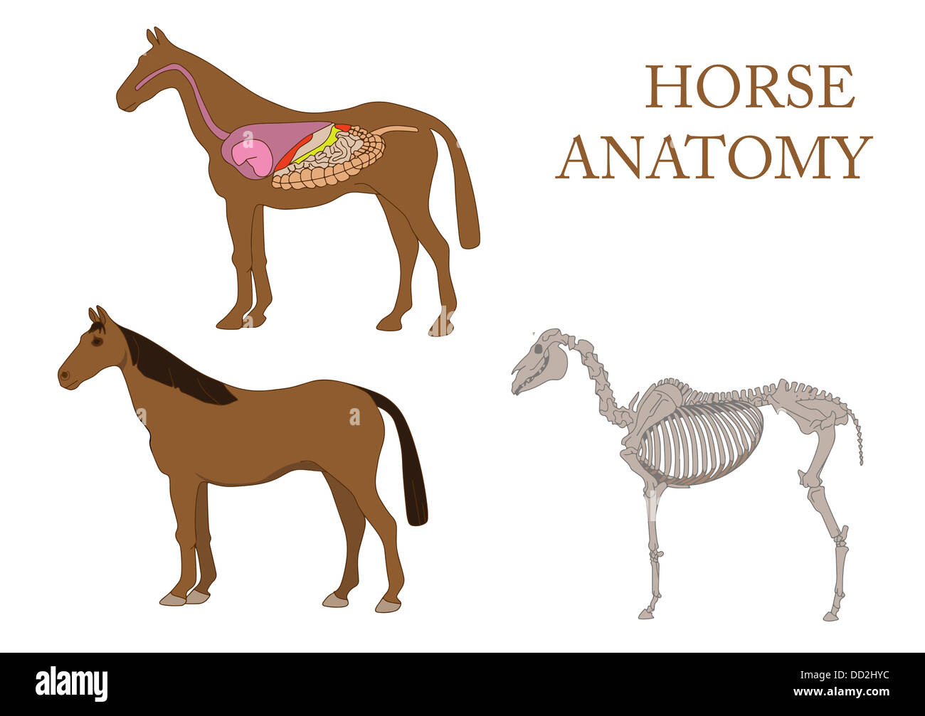 Zoologie, l'anatomie du cheval, cross-section et le squelette Photo ...