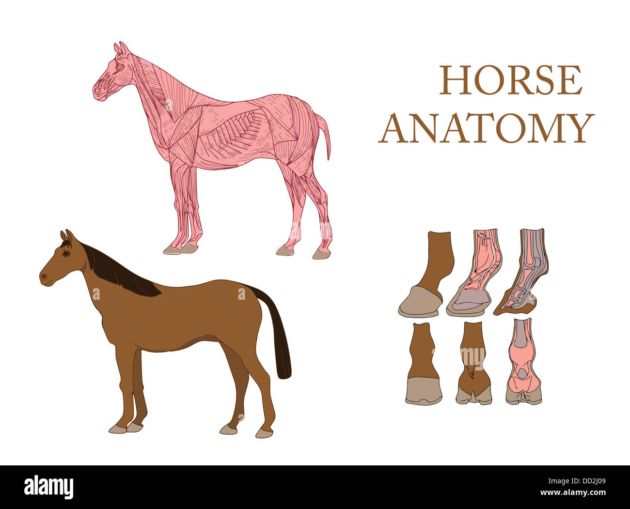 Zoologie, l'anatomie du cheval, cross-section muscles et hoof Photo ...