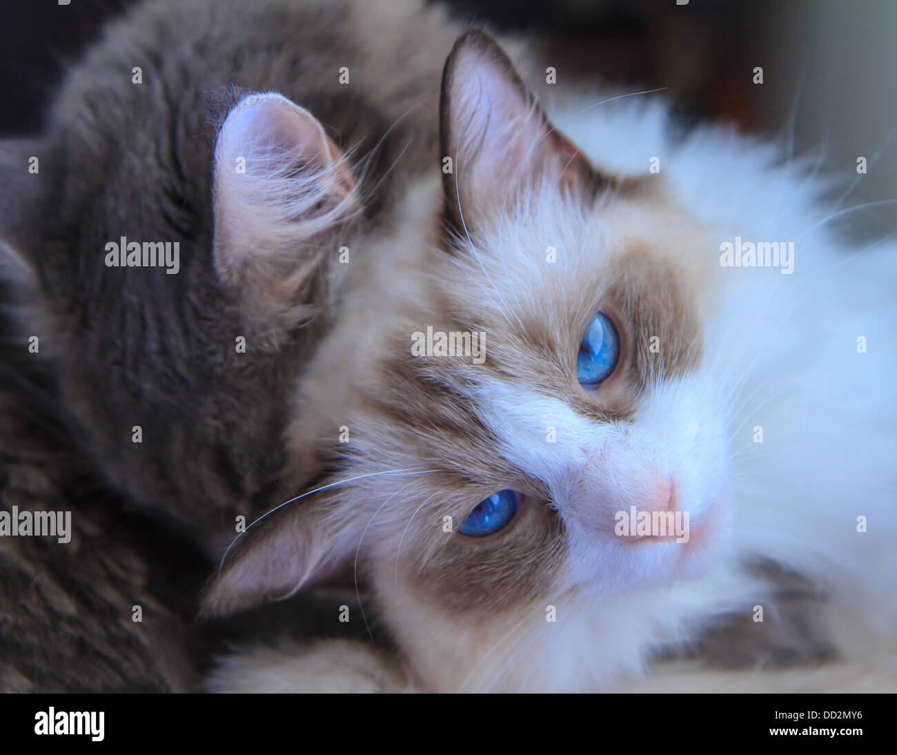 Ragdoll cats Banque de photographies et d’images à haute résolution - Alamy