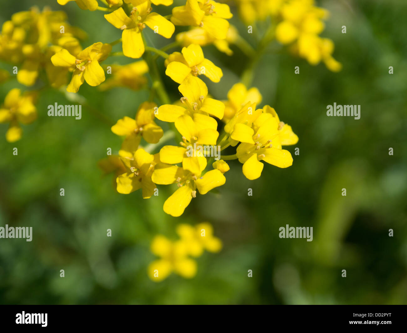 Diplotaxis muralis Banque de photographies et d’images à haute ...