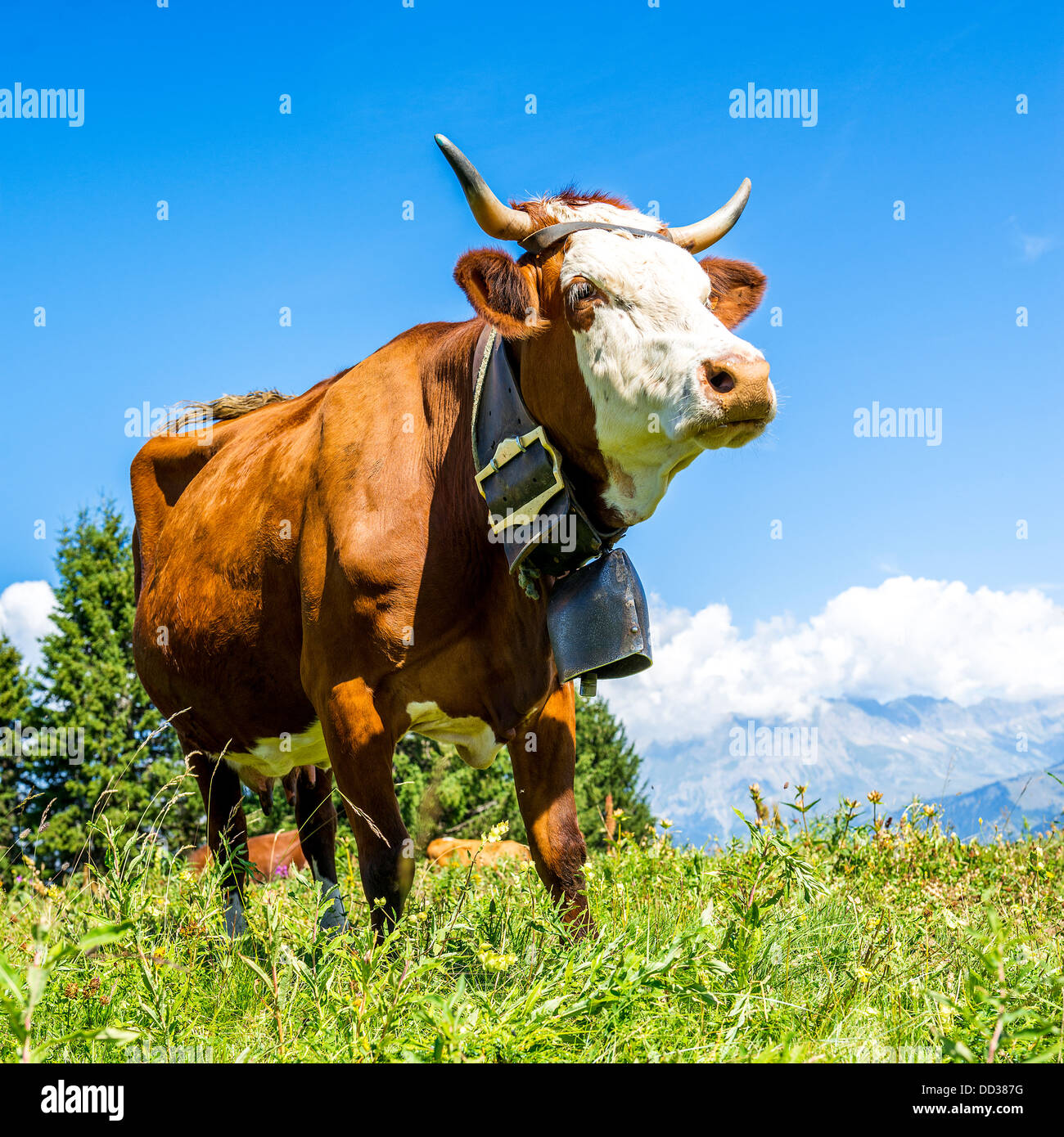 La vache, le farm animal dans les Alpes françaises, la race d'Abondance ...