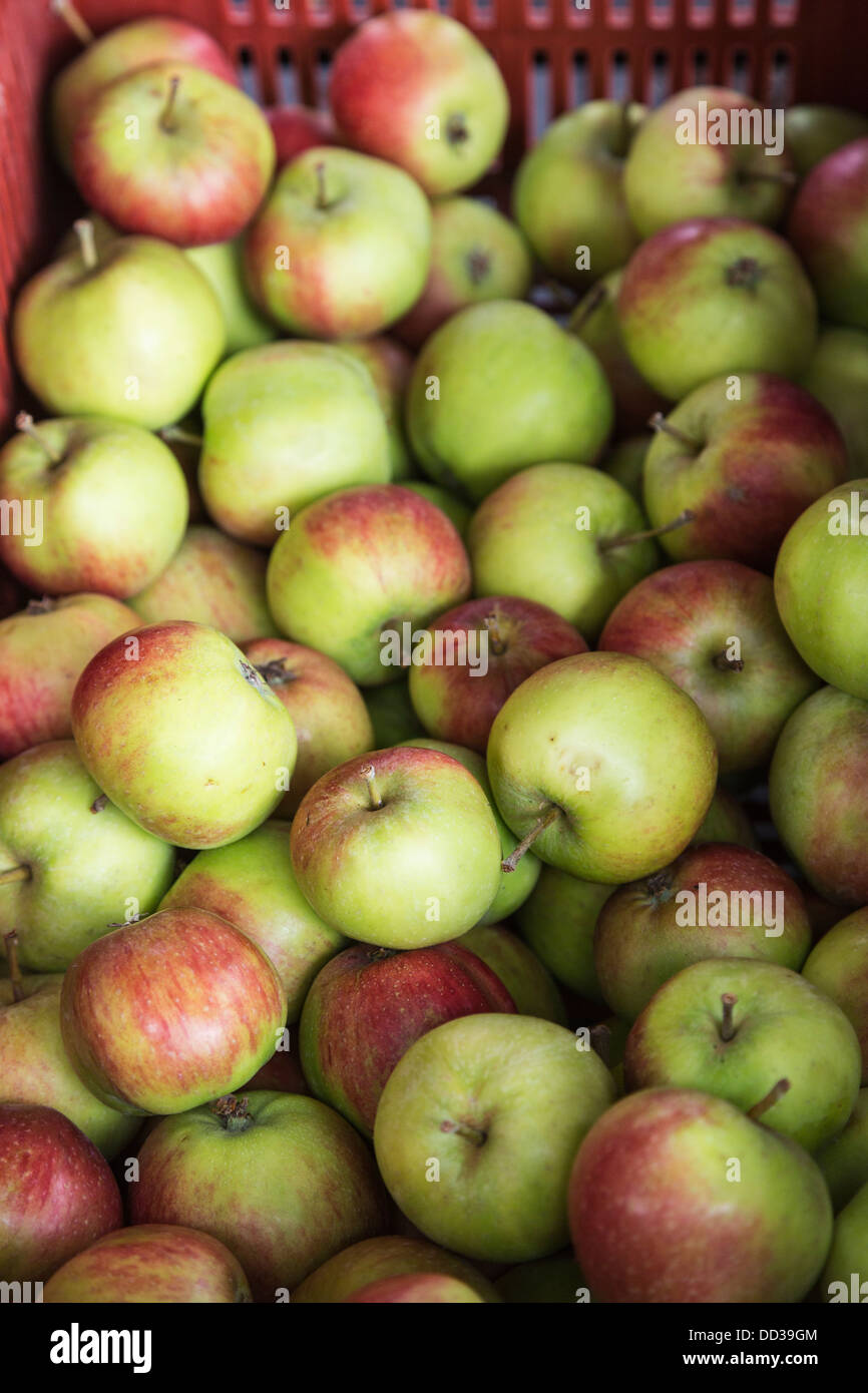 Pomme pommes mangeur flore fruit plante verte rouge Banque de ...