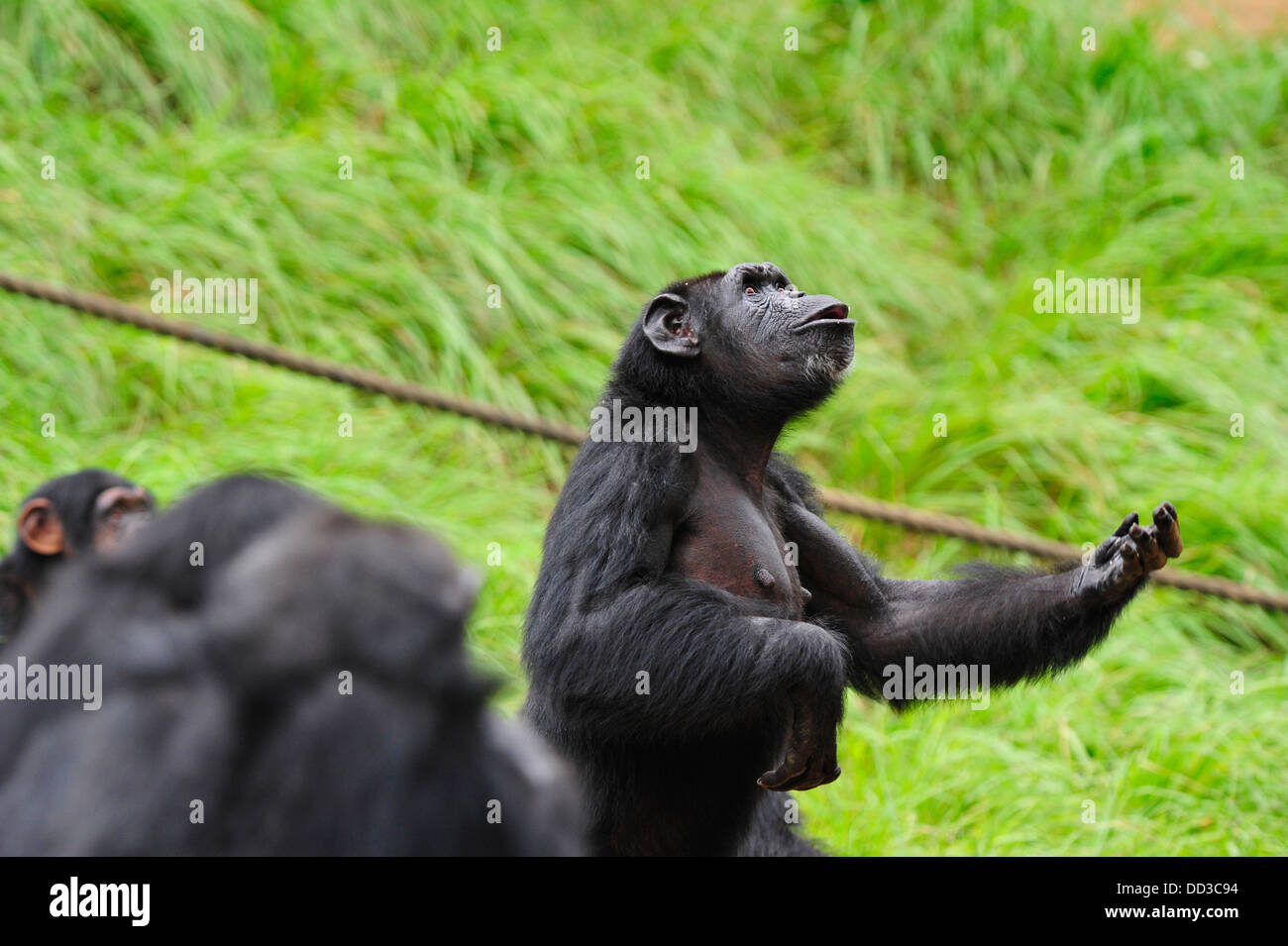 Common chimpanzee Banque de photographies et d’images à haute ...