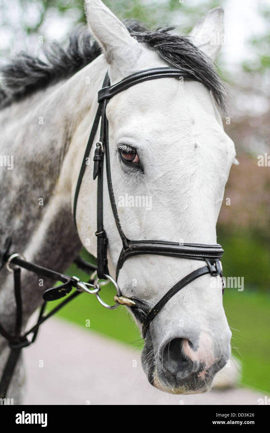 Visage de cheval Banque de photographies et d’images à haute résolution ...
