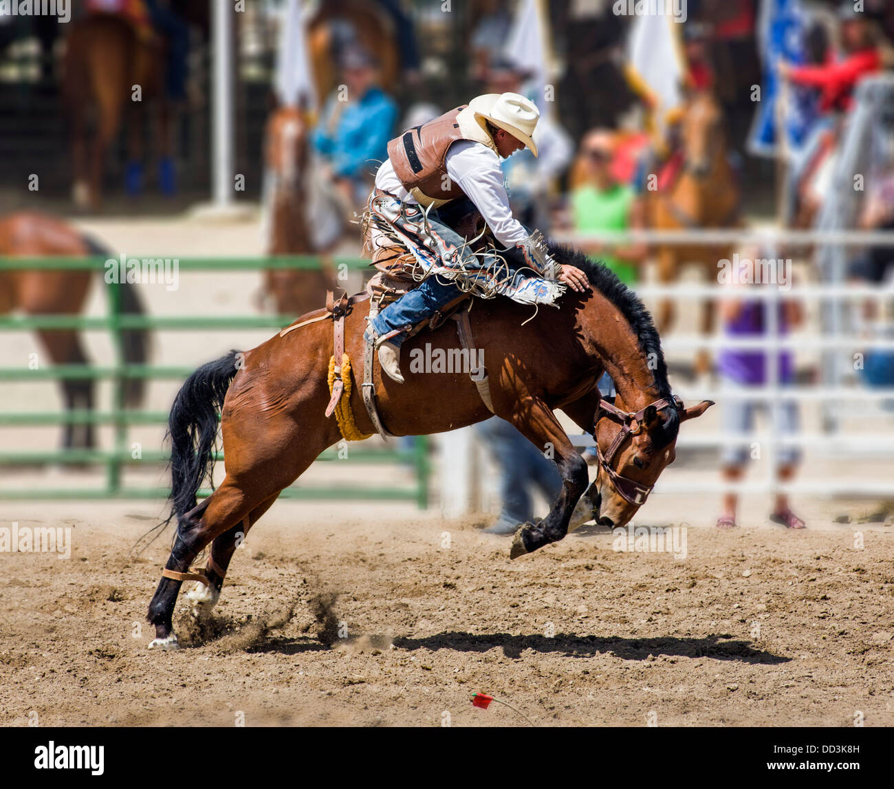 Cheval western selle Banque de photographies et d’images à haute ...